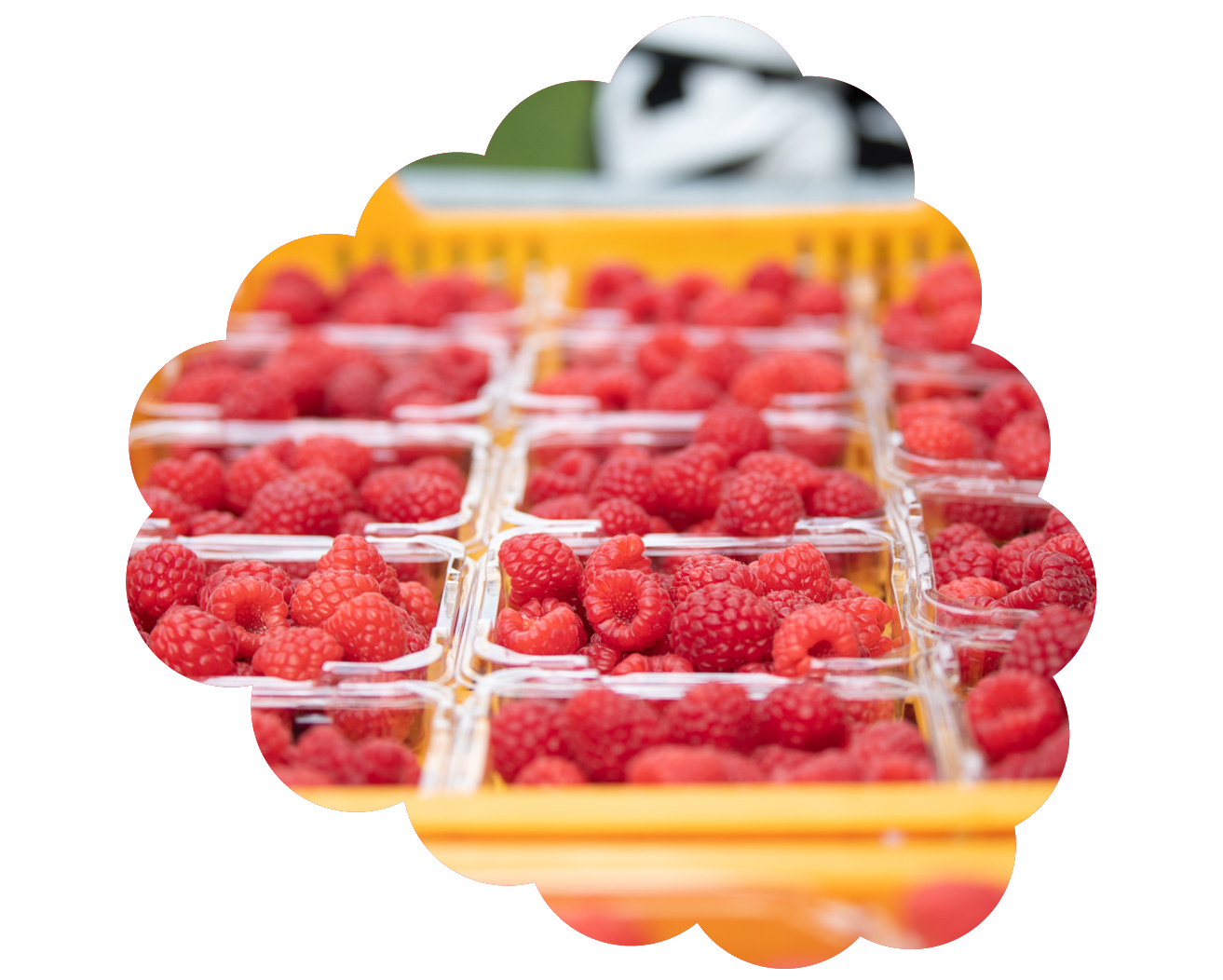 Growing Berries — Burlington Berries