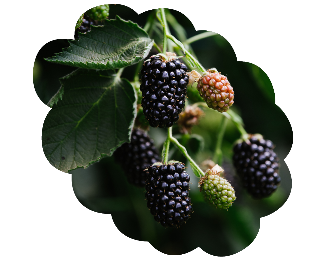 Growing Berries — Burlington Berries