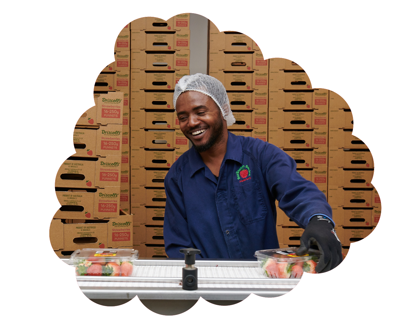 Growing Berries — Burlington Berries