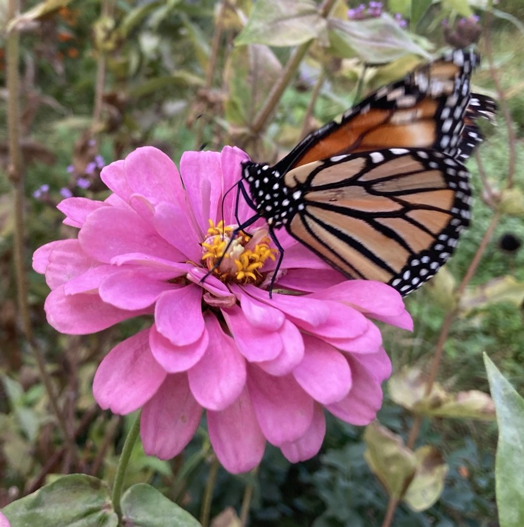 Custom Monarch Butterfly Gardens Starting at $400 — Rosewater Garden Design