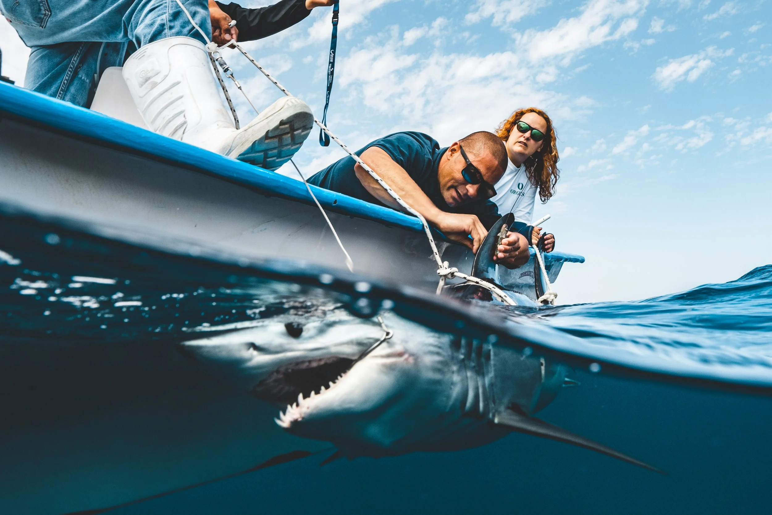 Mako Shark research — Deep Sea Guardians