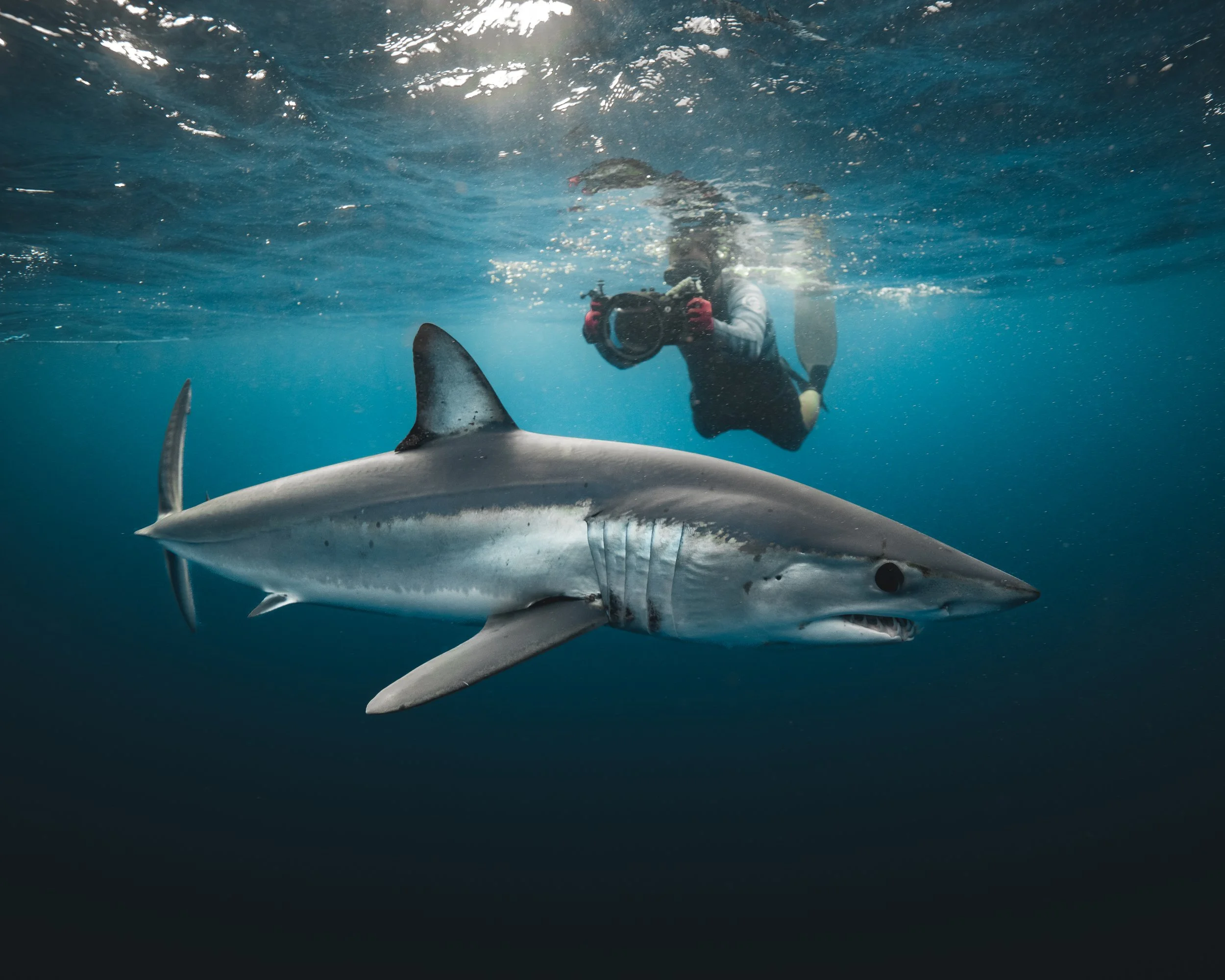 Mako Shark research — Deep Sea Guardians