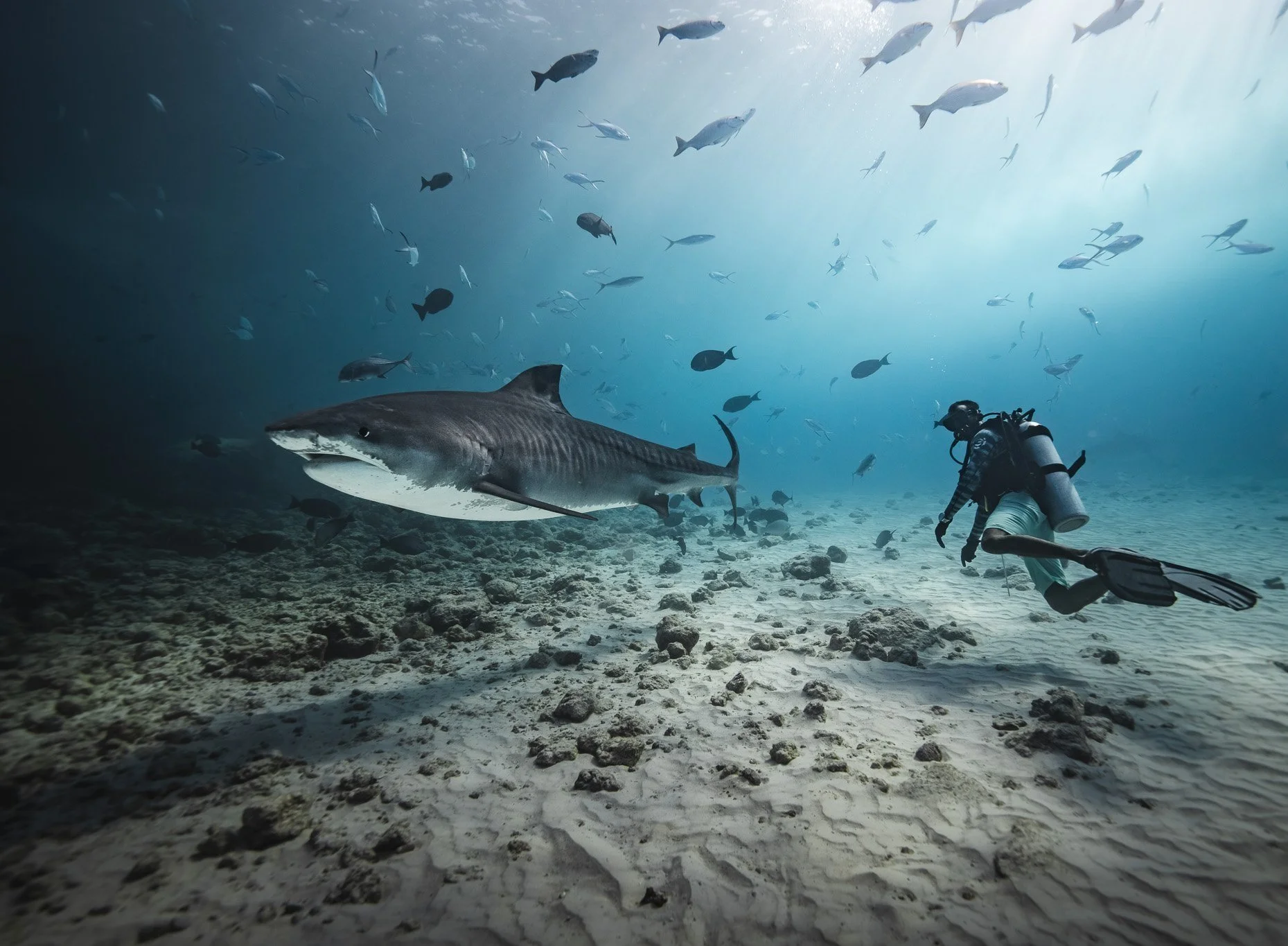 Expeditions — Deep Sea Guardians