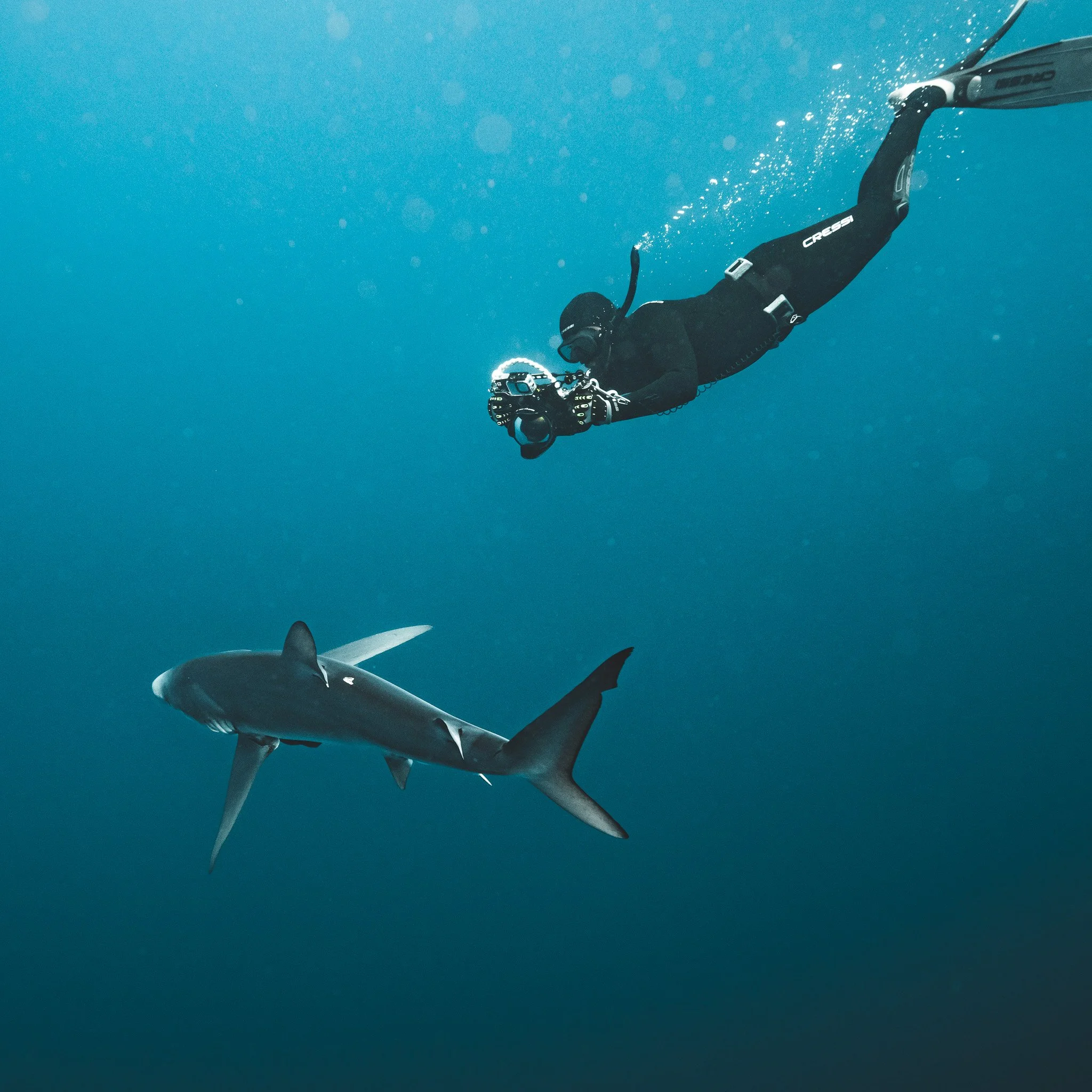 Mako Shark research — Deep Sea Guardians