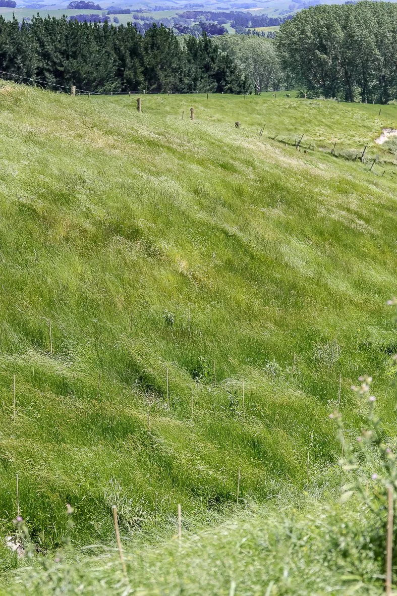 King Spraying & Planting