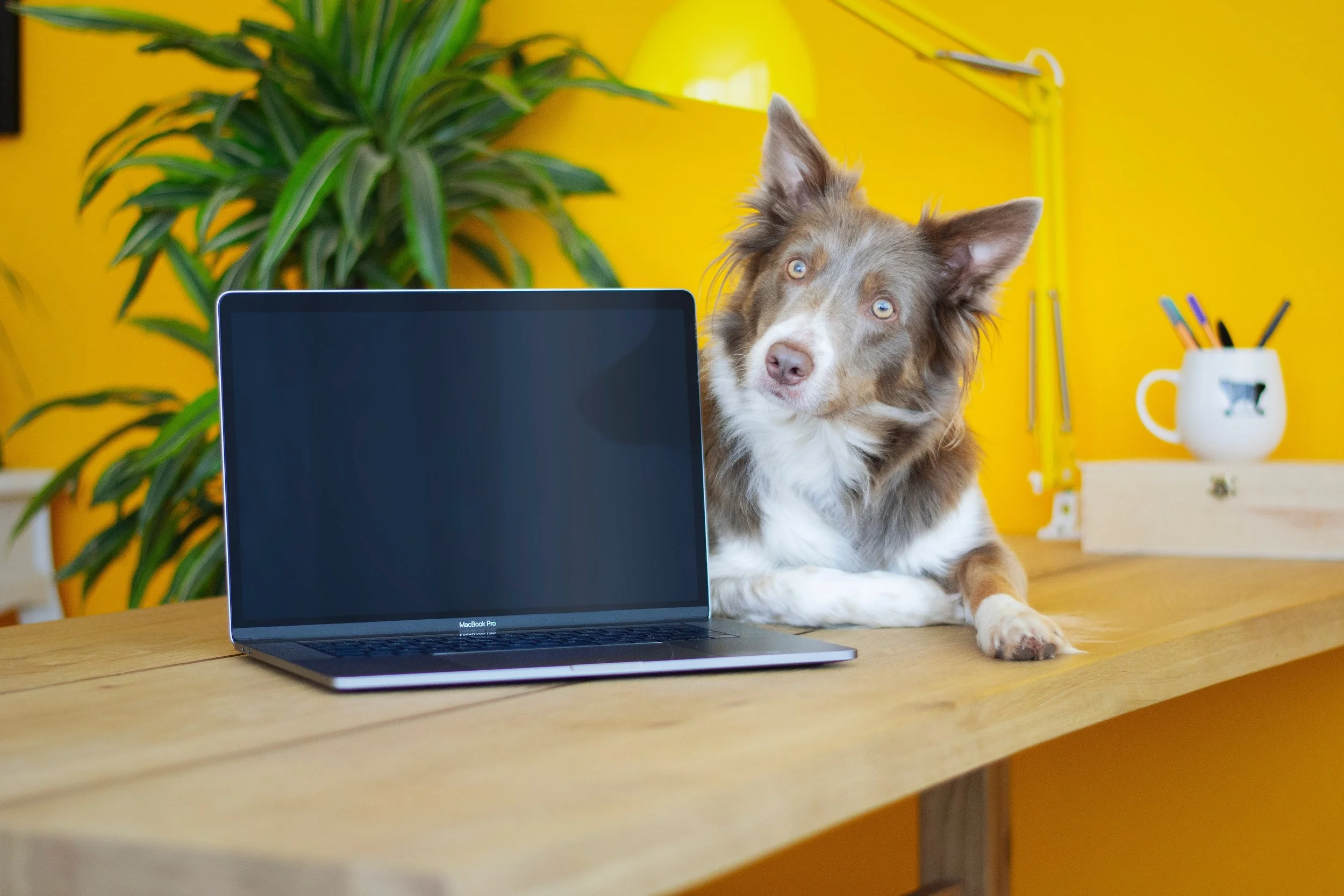 Dogs Writing