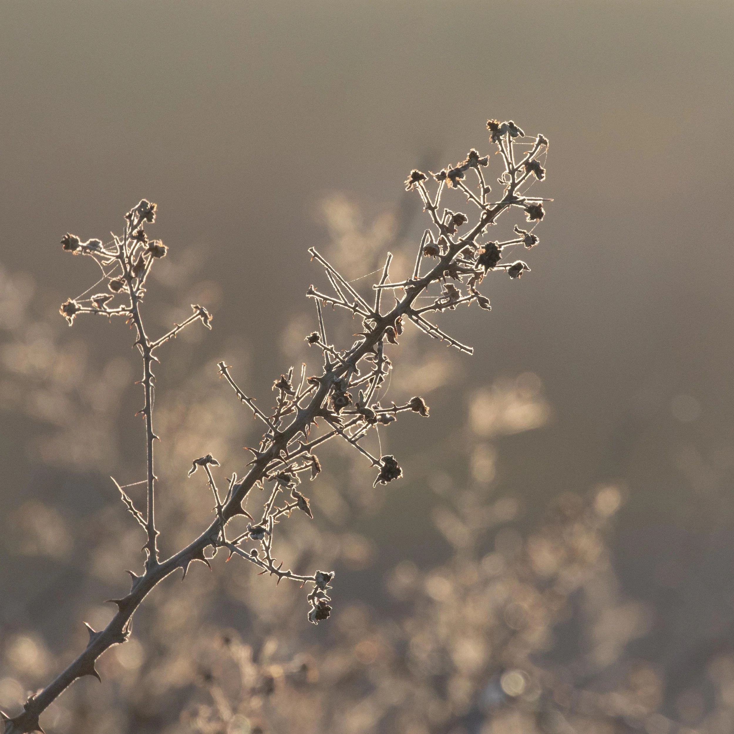 Lara Howe Photography