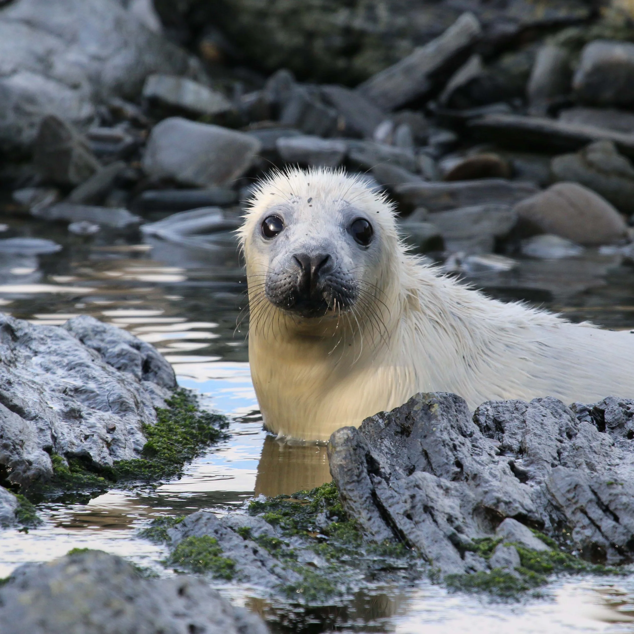 Lara Howe Photography