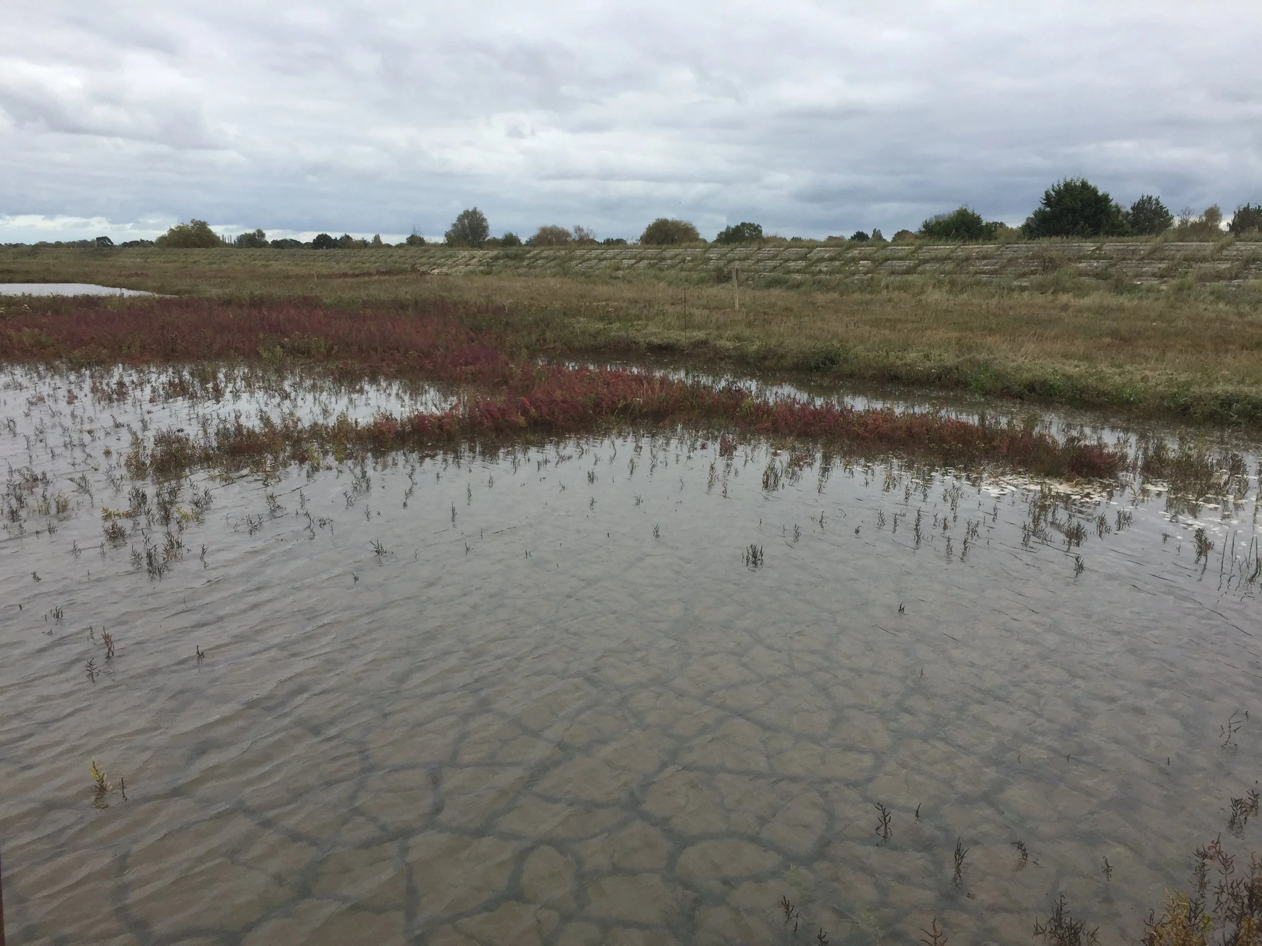 Habitat Restoration — Exo Environmental