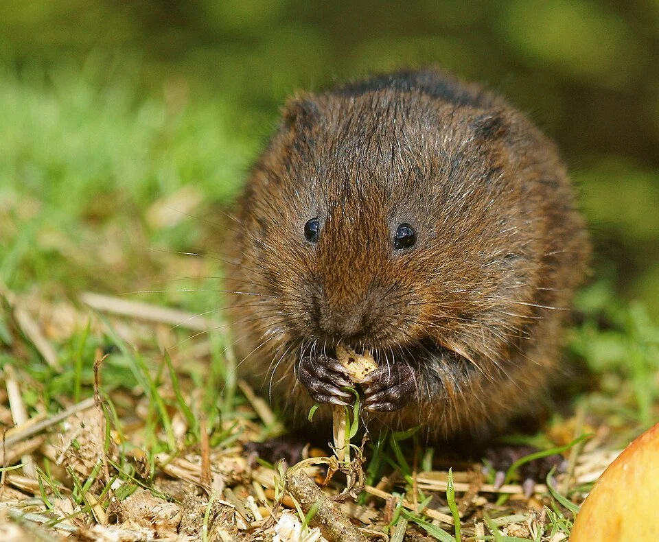 Water Vole Surveys — Exo Environmental