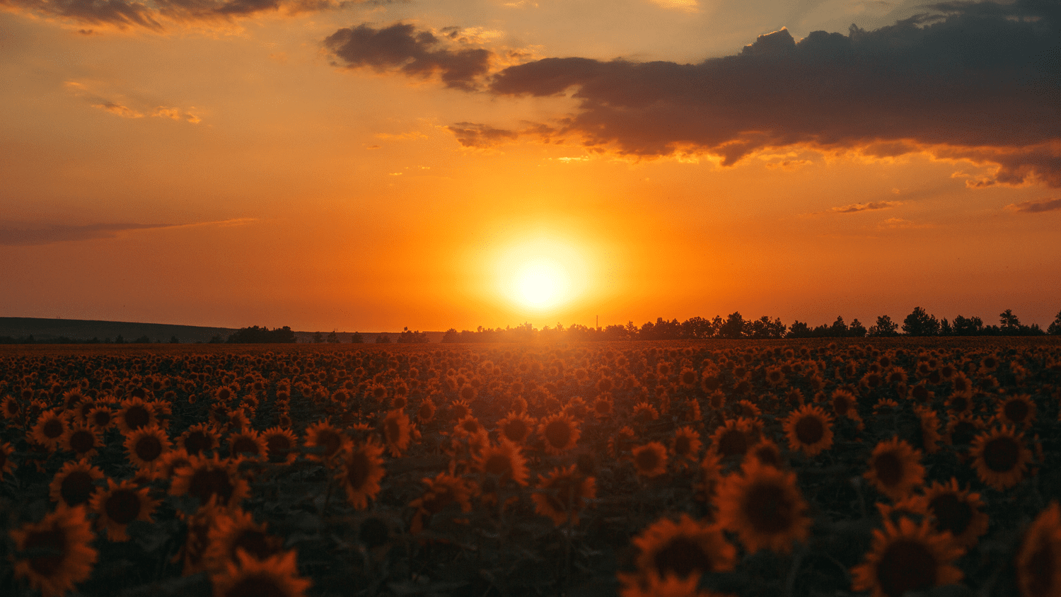 Portfolio — Jessica Wonders