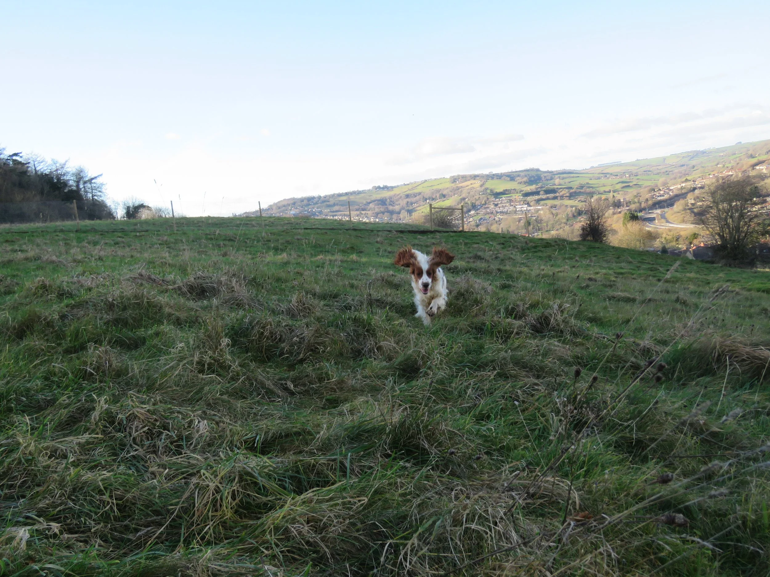 Walkies Secure Dog Paddock