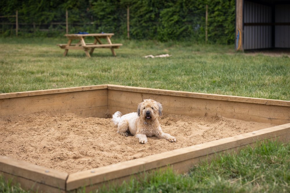 Walkies Secure Dog Paddock