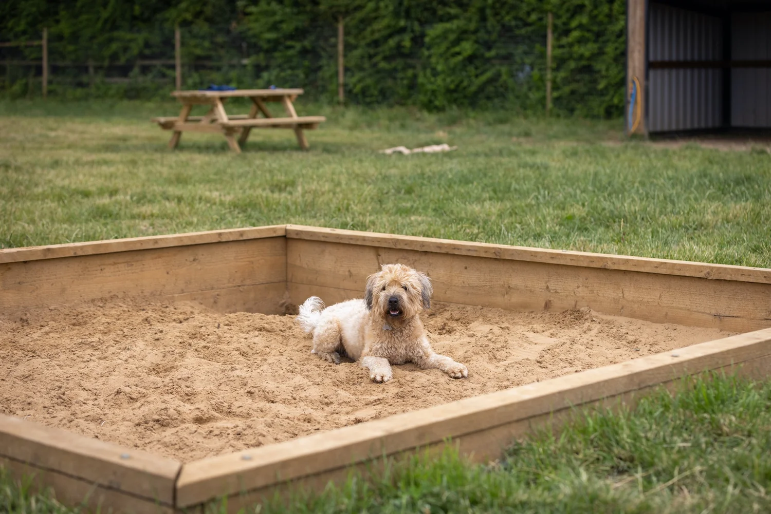 Walkies Secure Dog Paddock