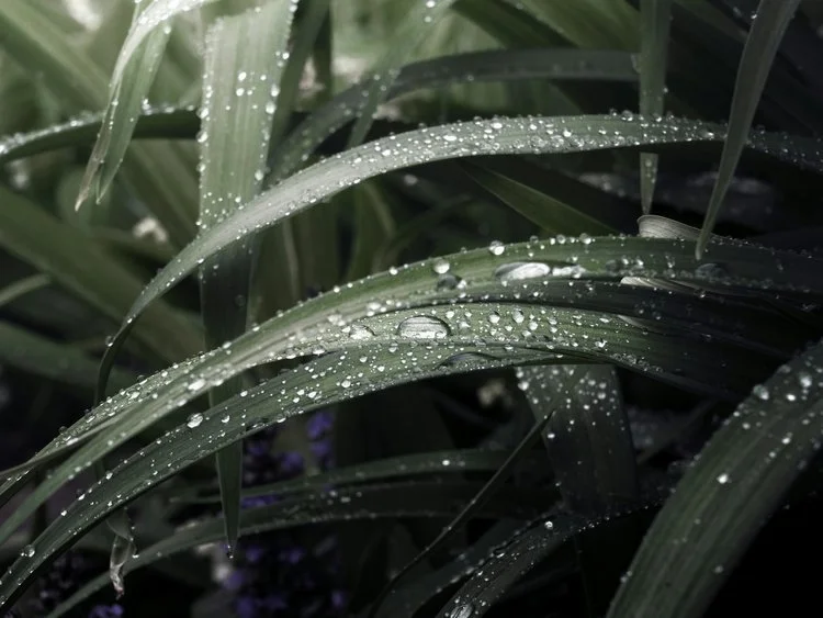 Shadow Work Therapy | The Holistic Counseling Center