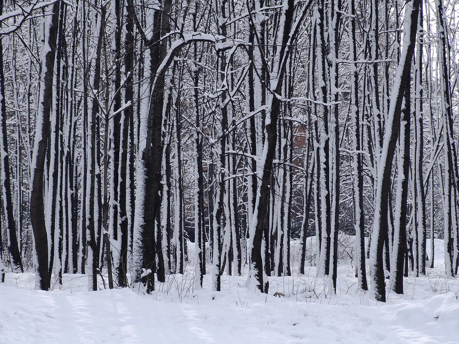 What Would Humans Look Like As a Society of Trees? (Kenny Kim) — AFT
