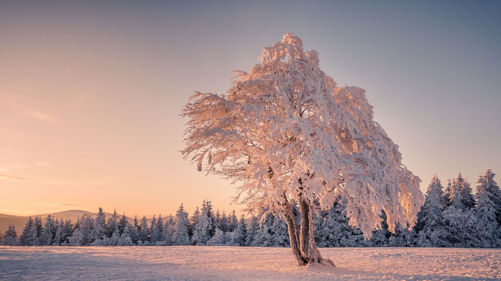 What Would Humans Look Like As a Society of Trees? (Kenny Kim) — AFT