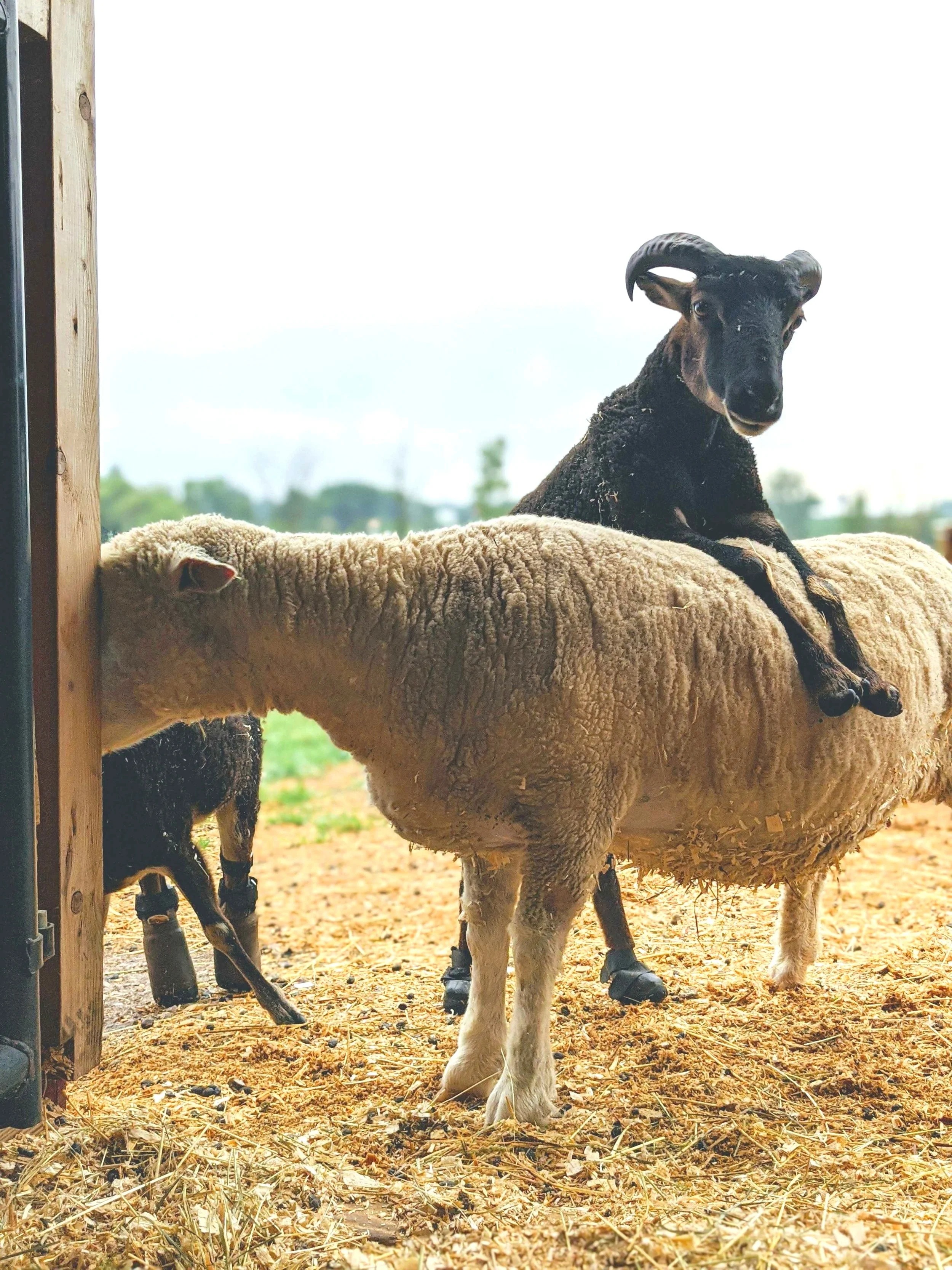 Meet the Residents | Barn Sanctuary