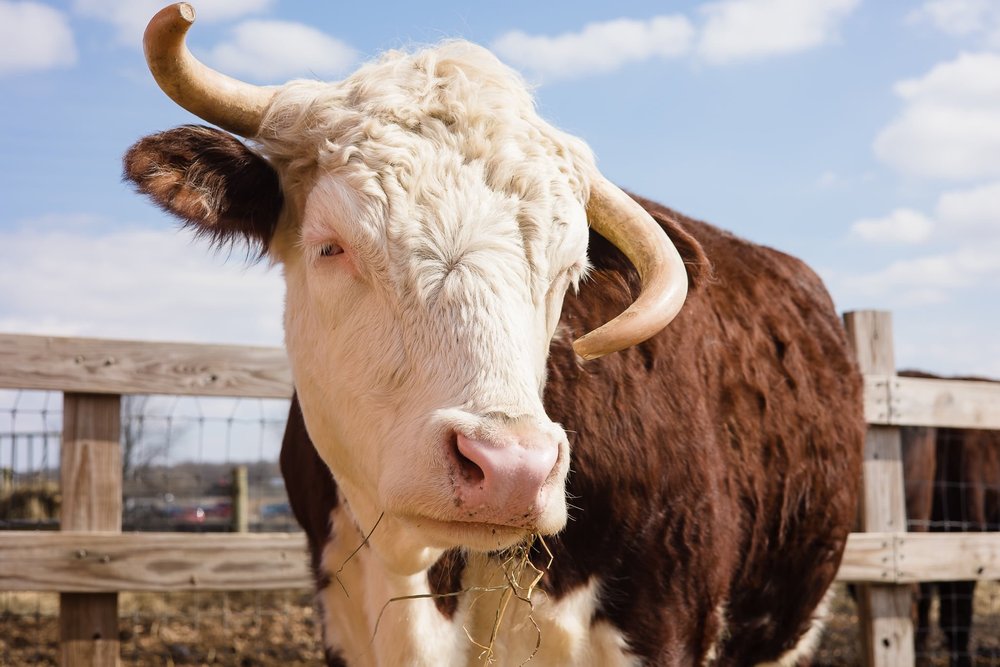 Mike the cow | Barn Sanctuary