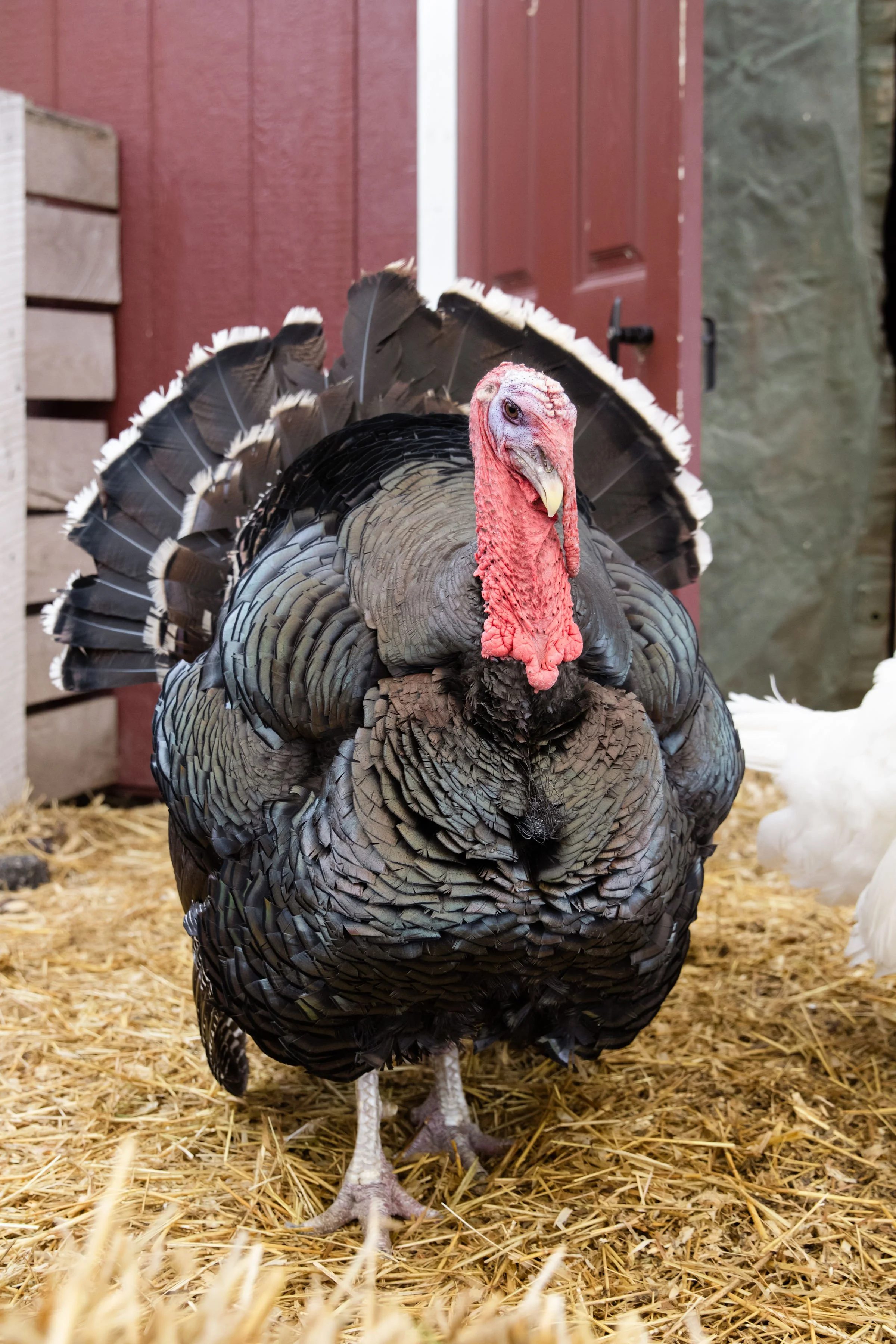 Meet The Animals Turkeys | Barn Sanctuary
