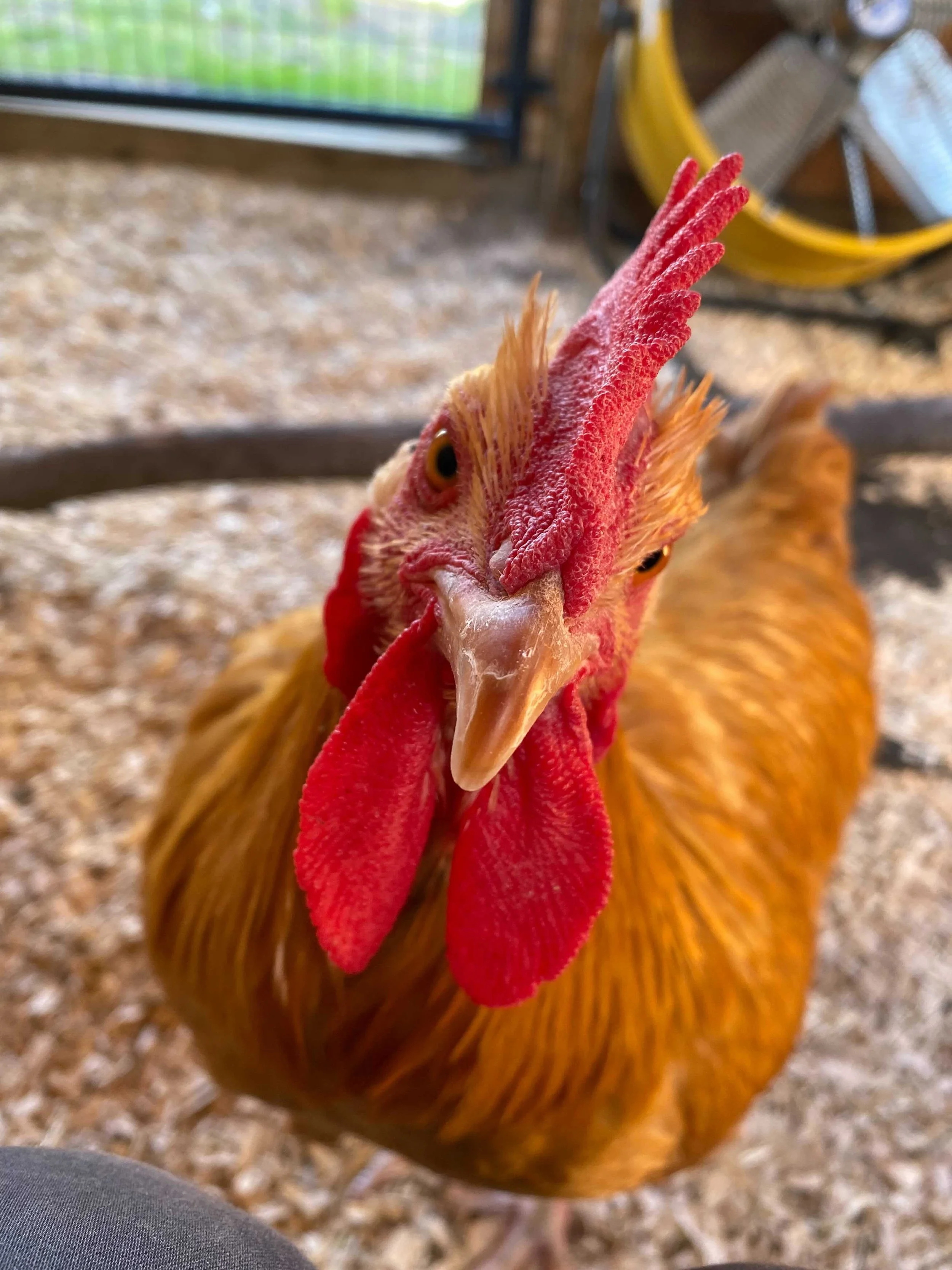 Meet The Animals Chickens | Barn Sanctuary