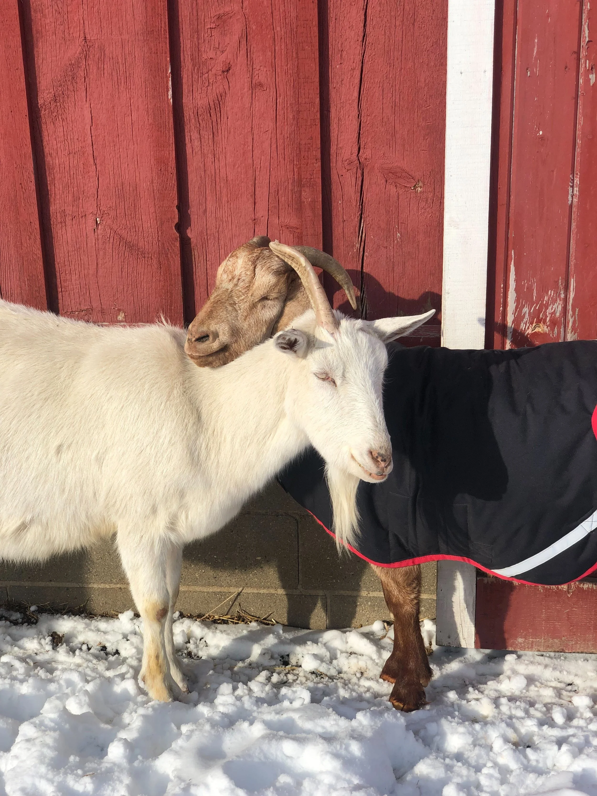 Meet the Residents | Barn Sanctuary