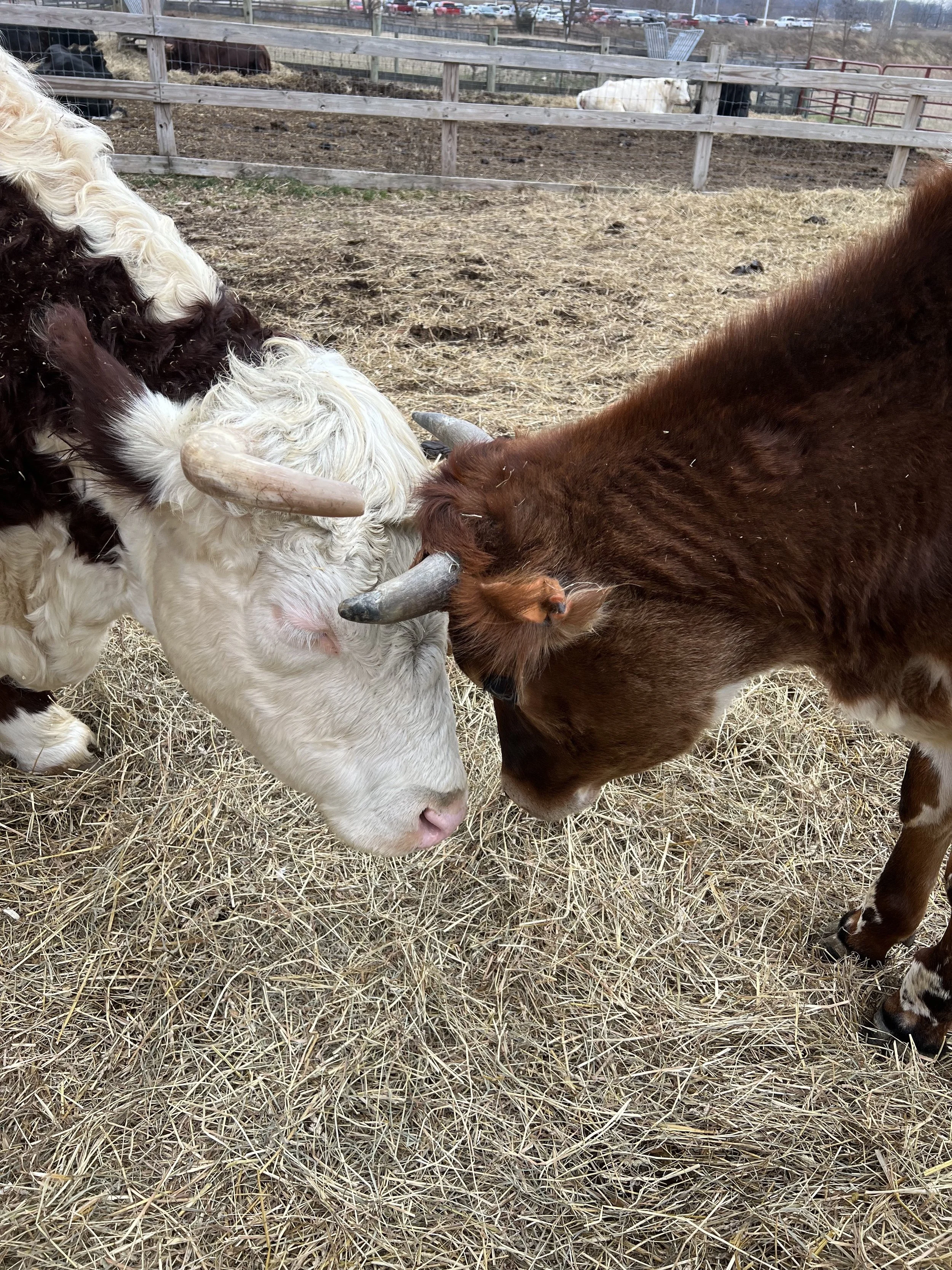 Cows have best friends too! The science of cow friendship | Barn Sanctuary