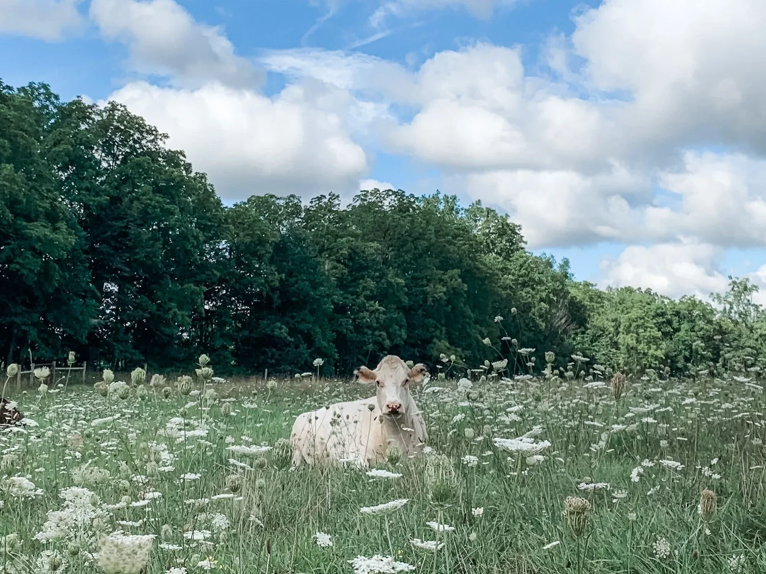 Learn About Cows | Barn Sanctuary