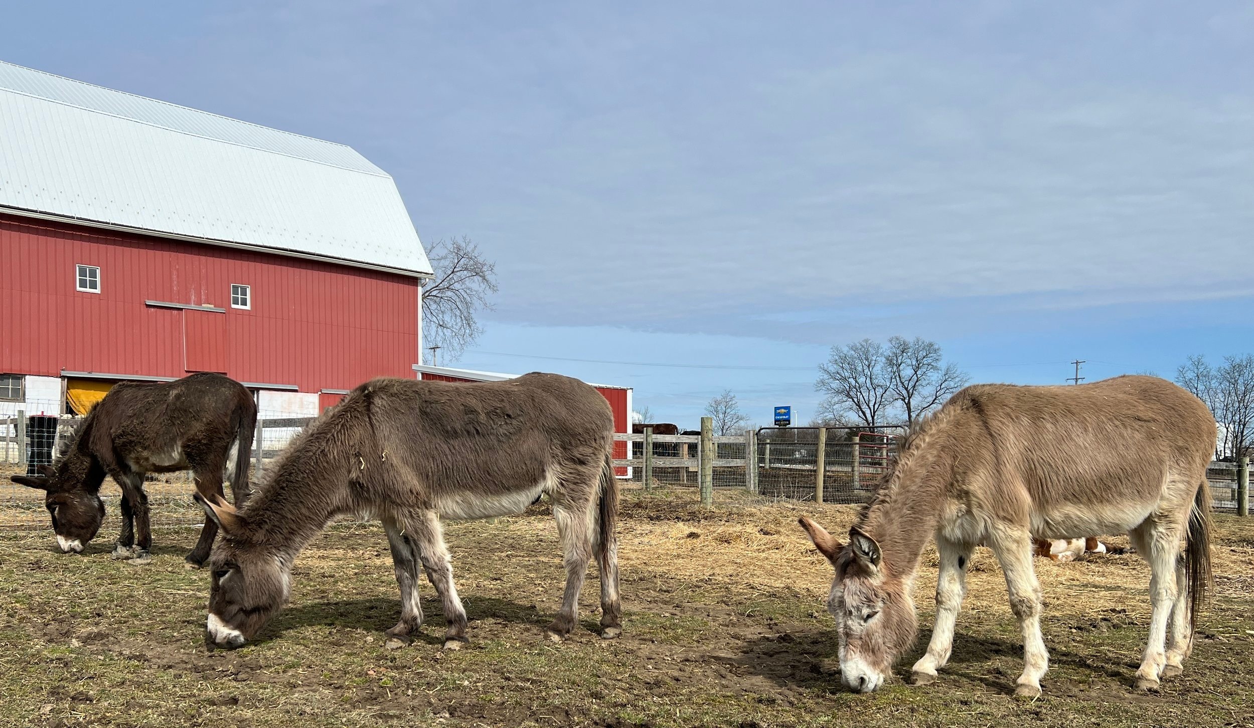 Contact Us | Barn Sanctuary