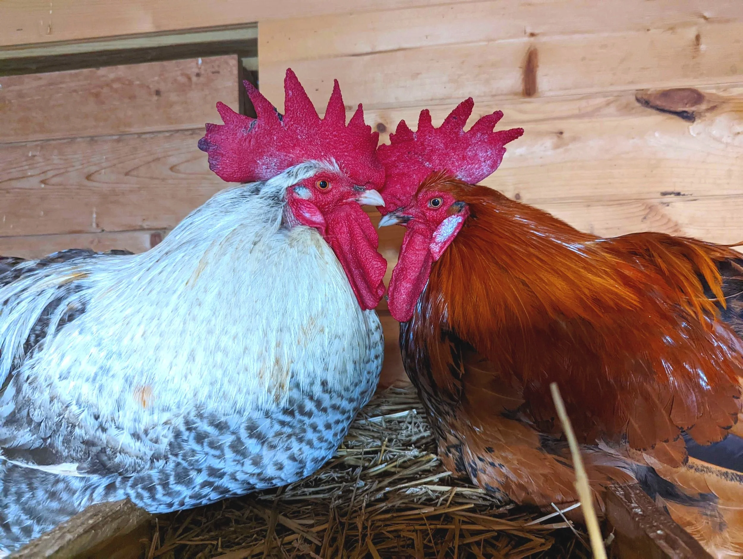 Meet the Residents | Barn Sanctuary