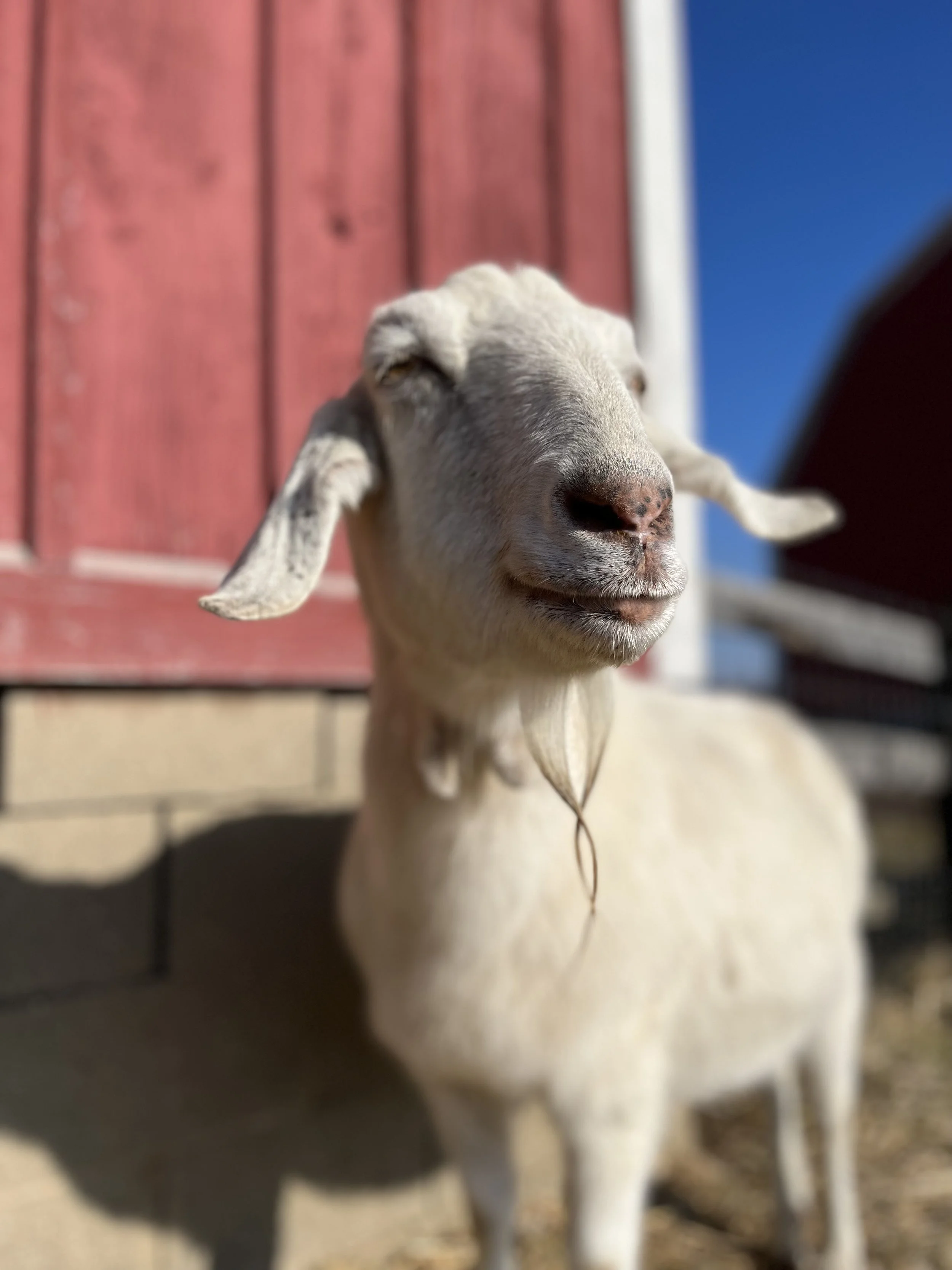 Barn Sanctuary | Home