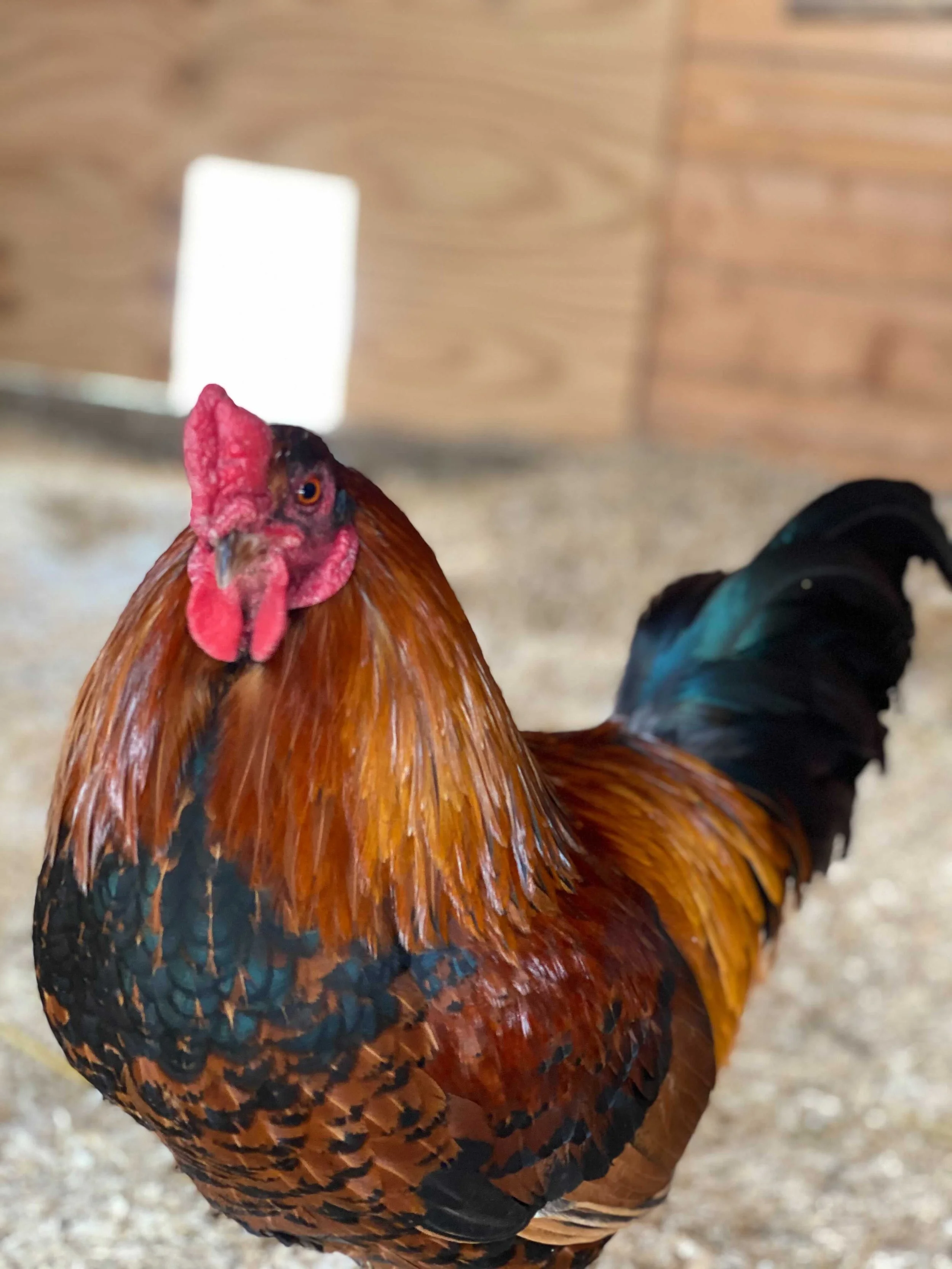 Meet The Animals Chickens | Barn Sanctuary