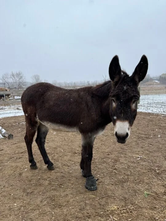 Meet The Animals Donkeys | Barn Sanctuary