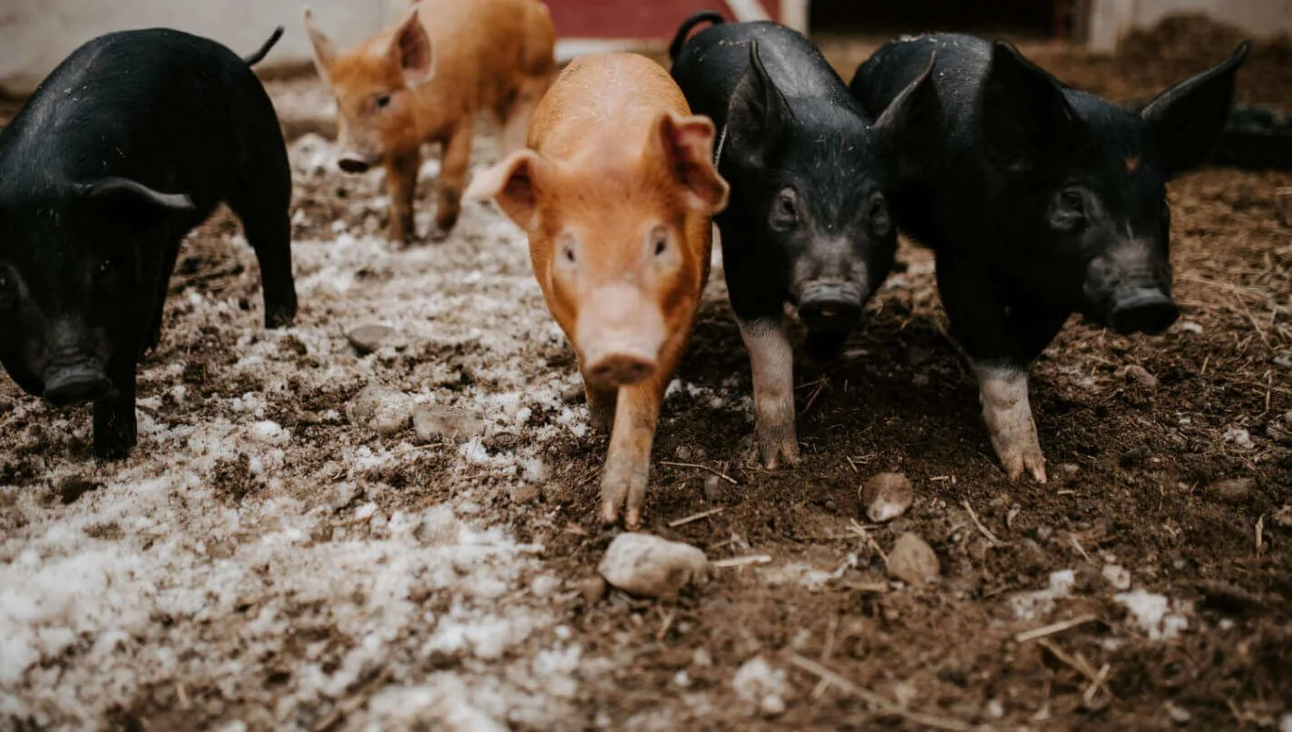 The Pigs from North Carolina | Barn Sanctuary
