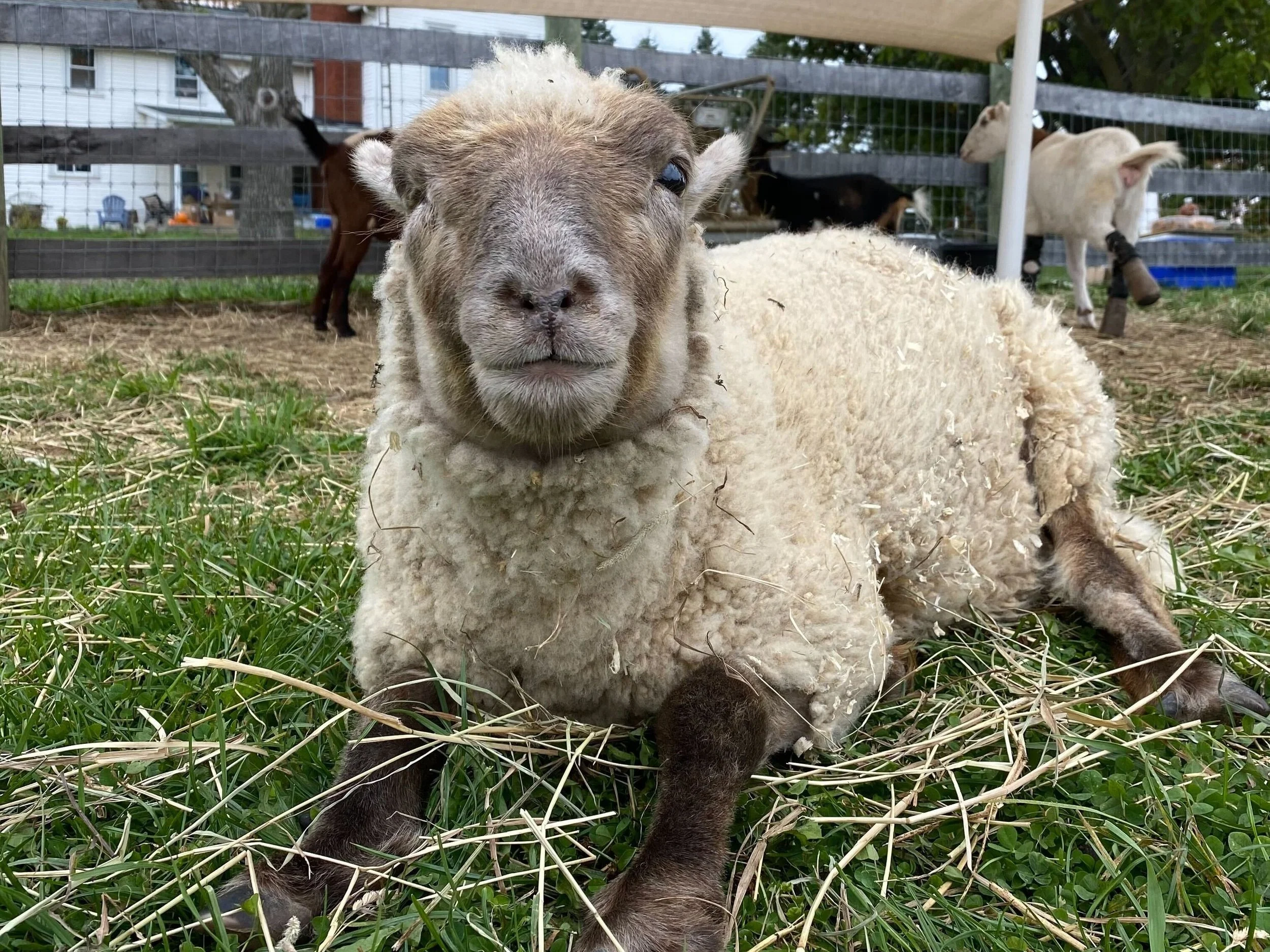 Meet The Animals Sheep | Barn Sanctuary