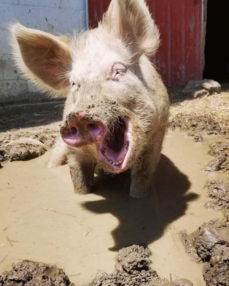 Barn Sanctuary | Home