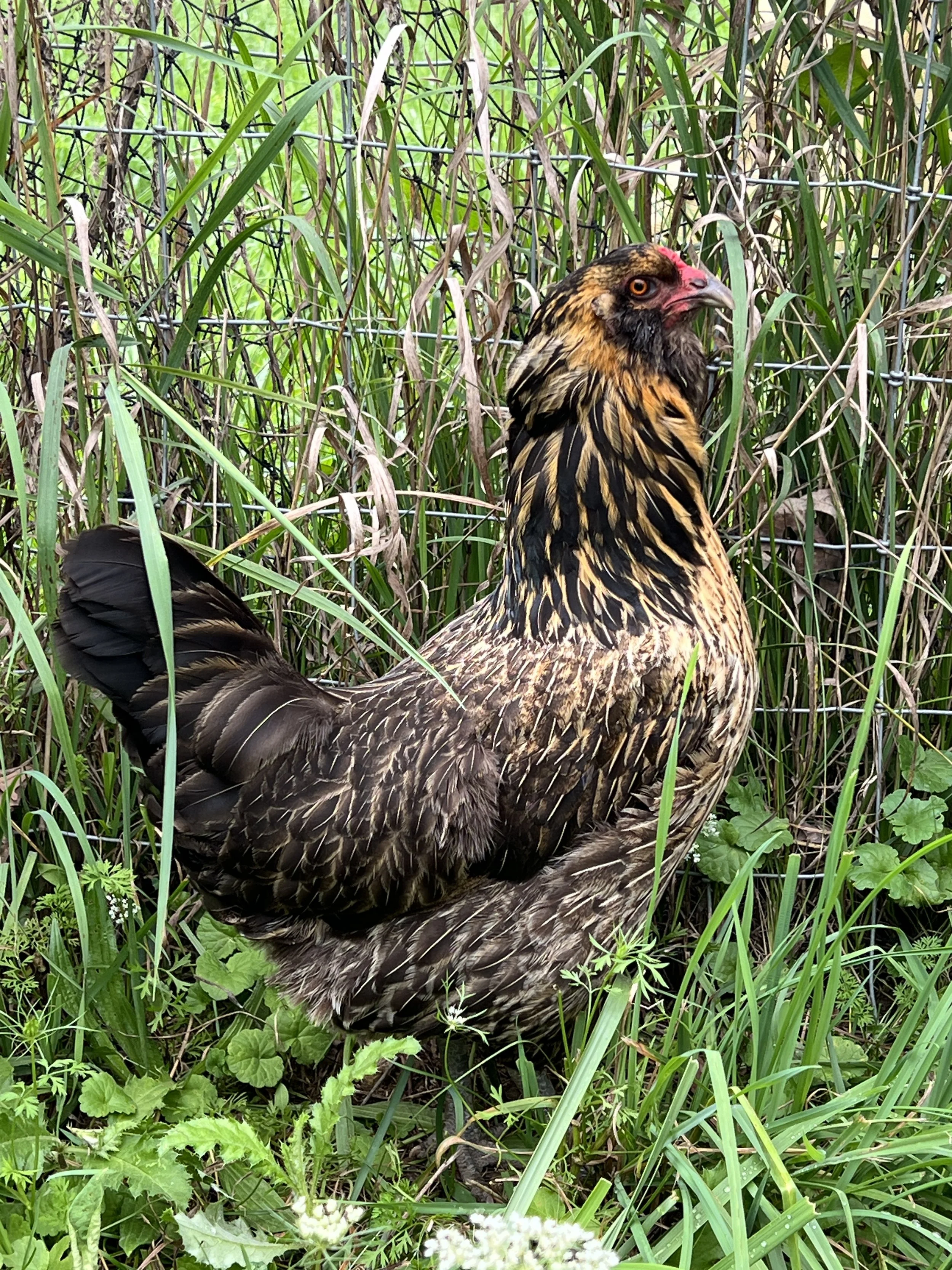 Meet The Animals Chickens | Barn Sanctuary