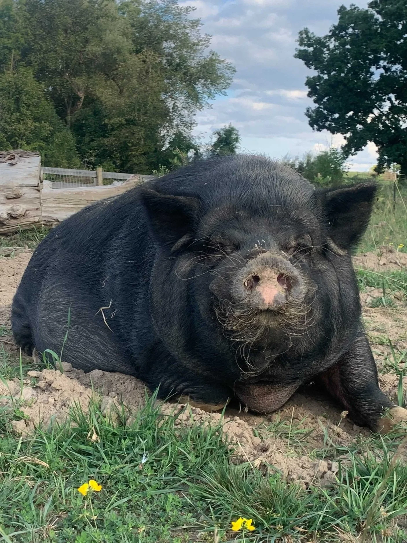 Meet The Animals Pigs | Barn Sanctuary
