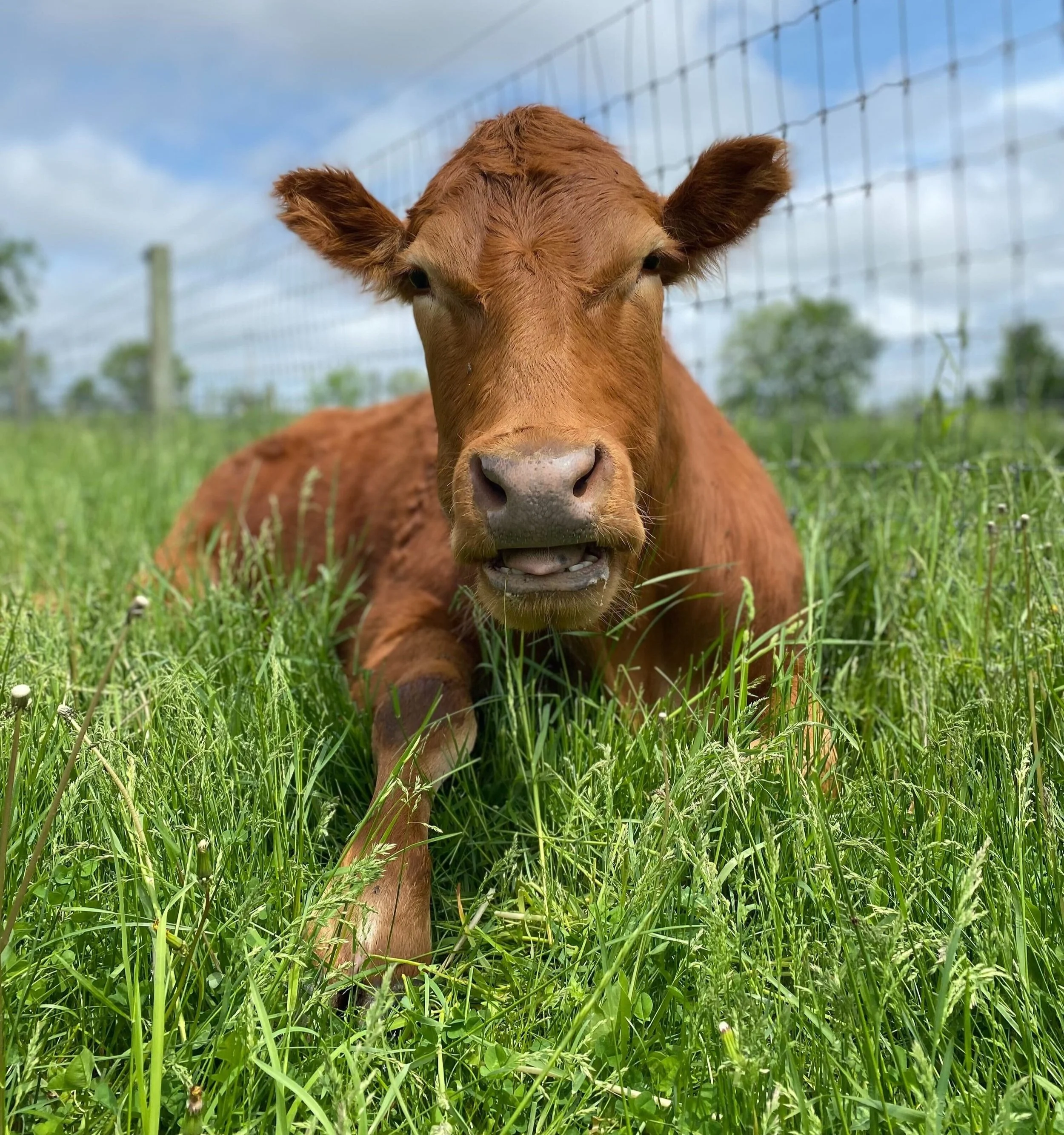 Dwight the cow | Barn Sanctuary