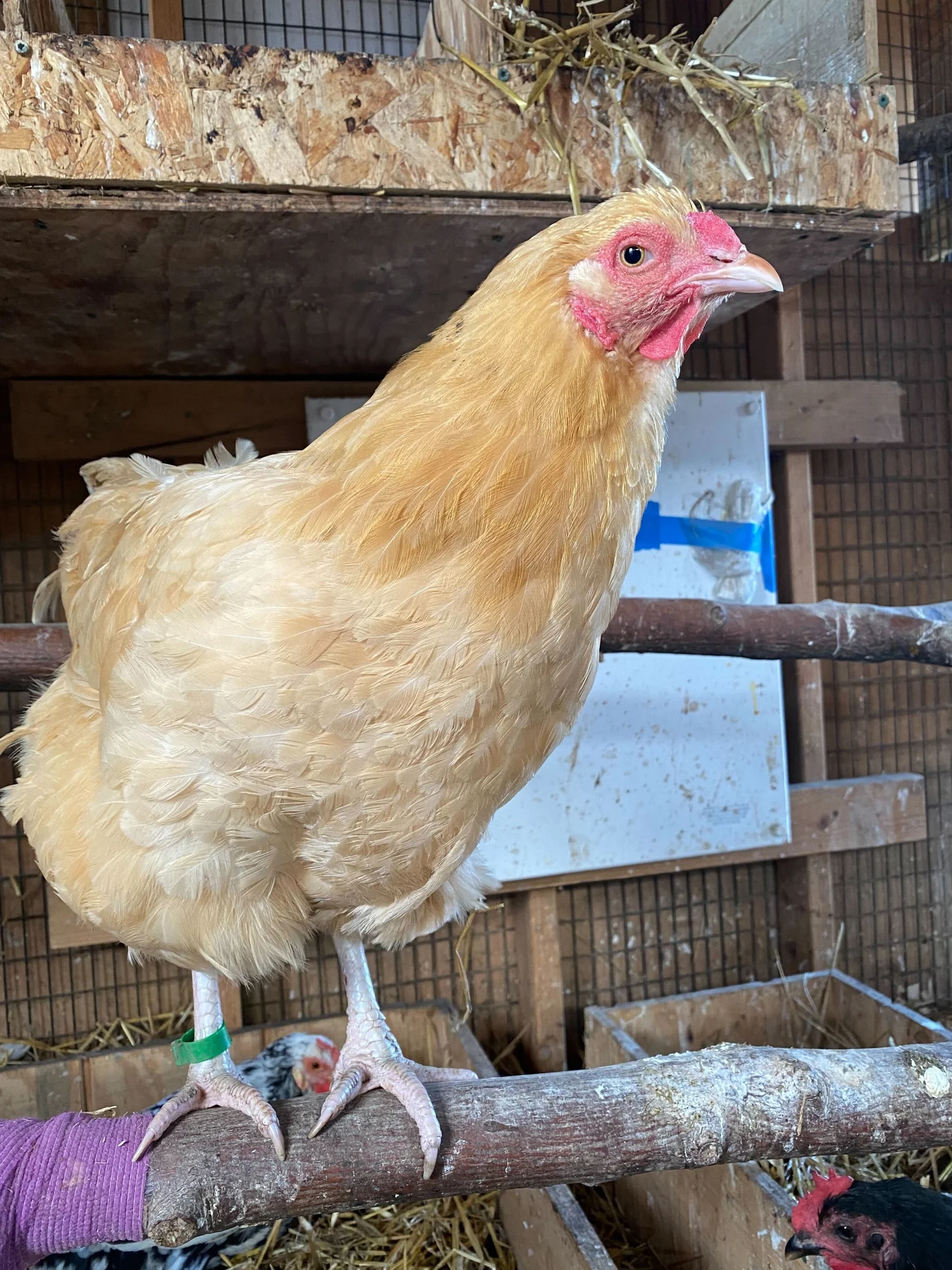 Meet The Animals Chickens | Barn Sanctuary
