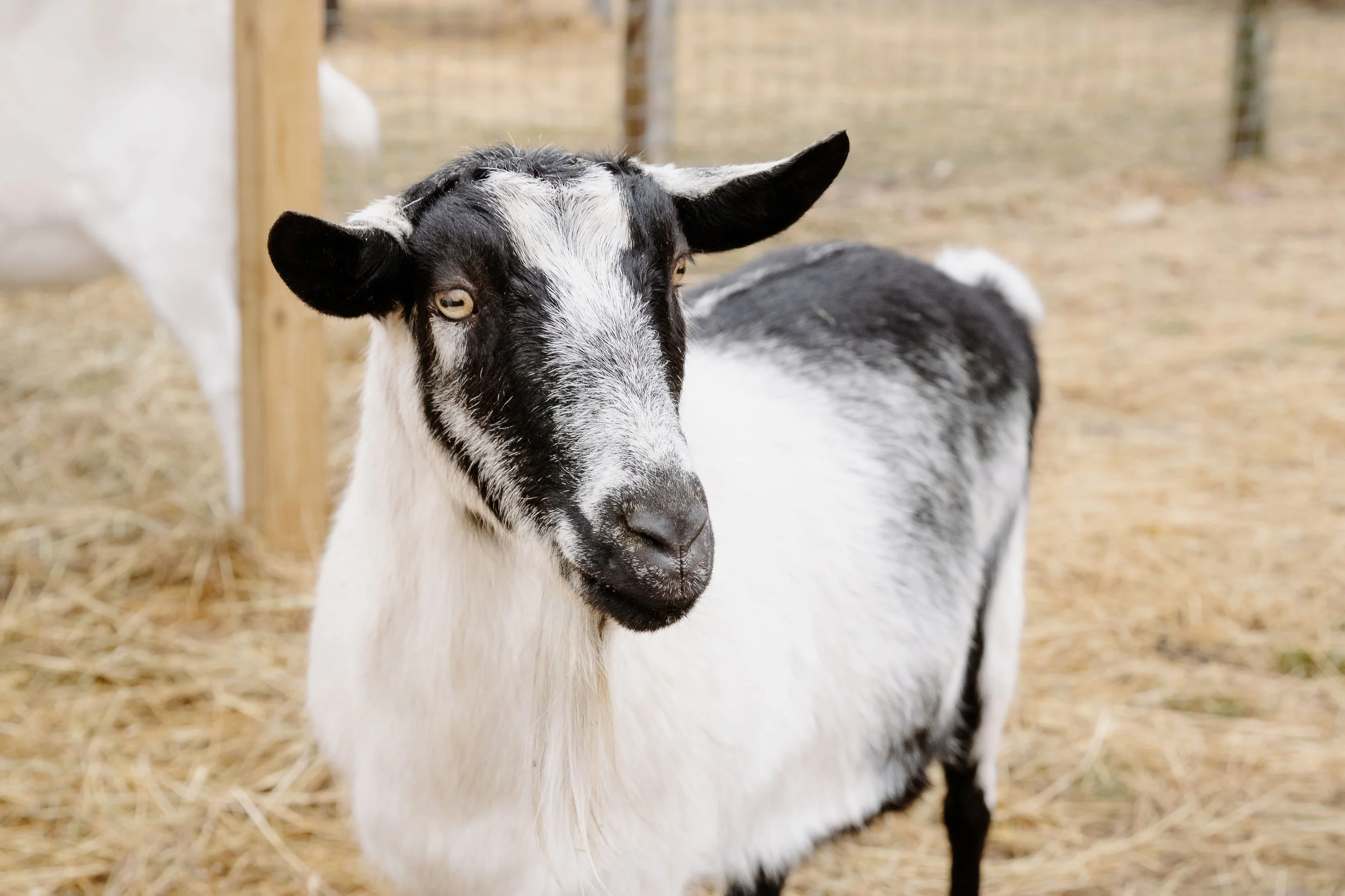Meet The Animals Goats | Barn Sanctuary
