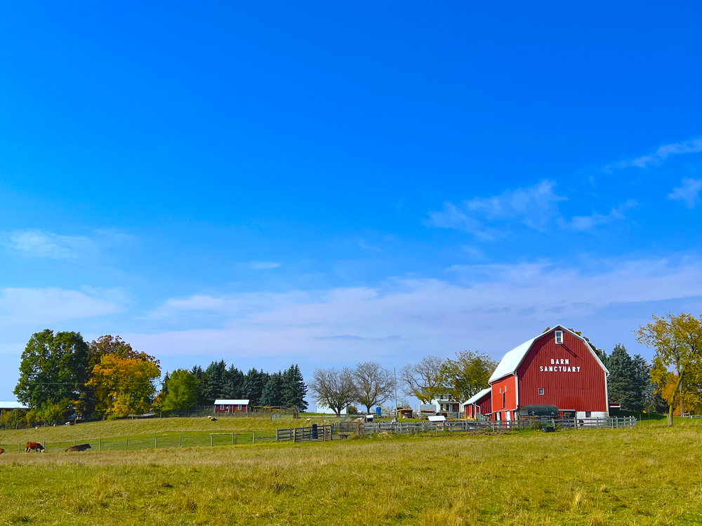 Founding Story | Barn Sanctuary