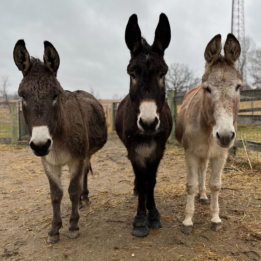Donate | Barn Sanctuary