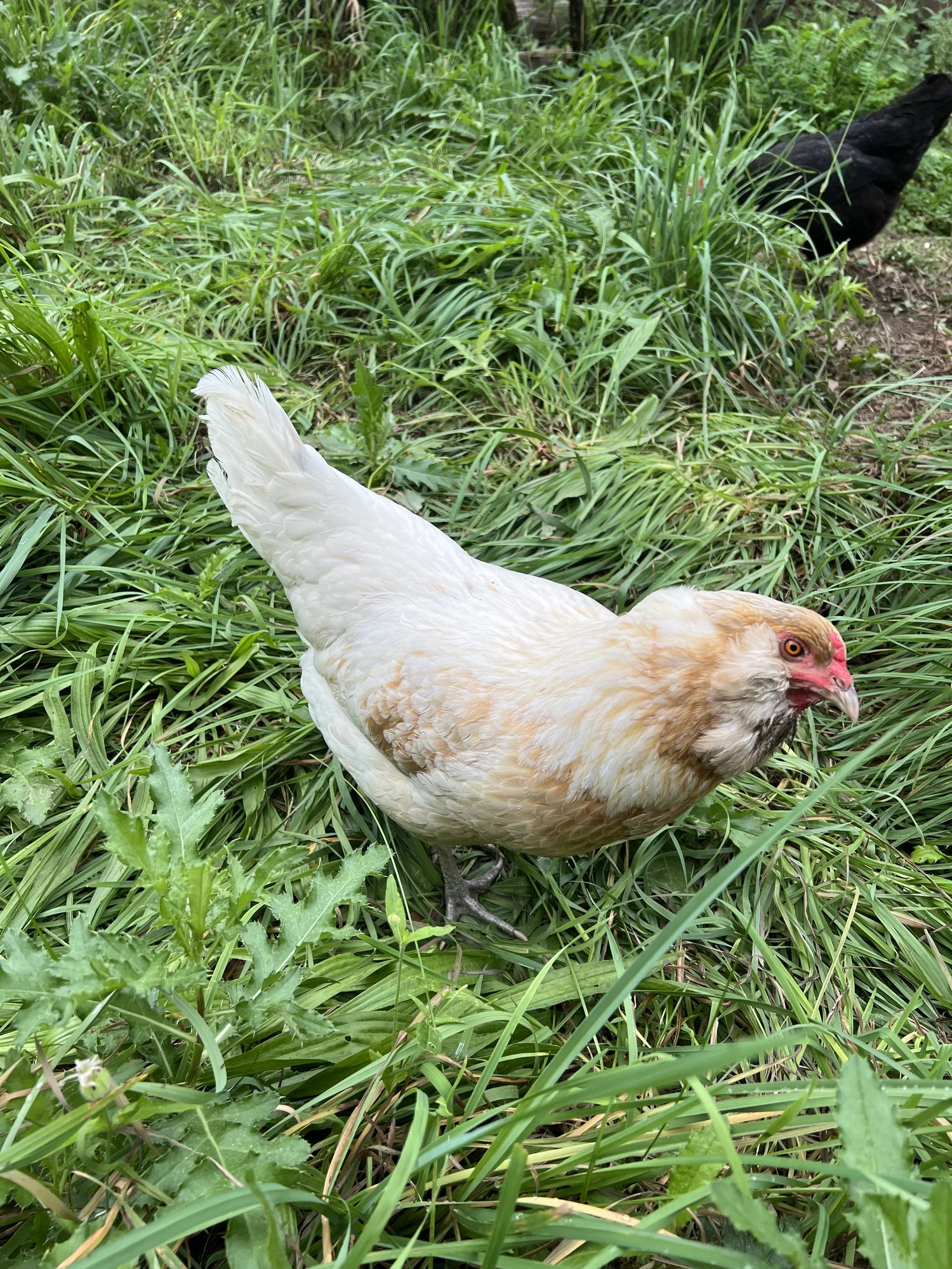 Meet The Animals Chickens | Barn Sanctuary