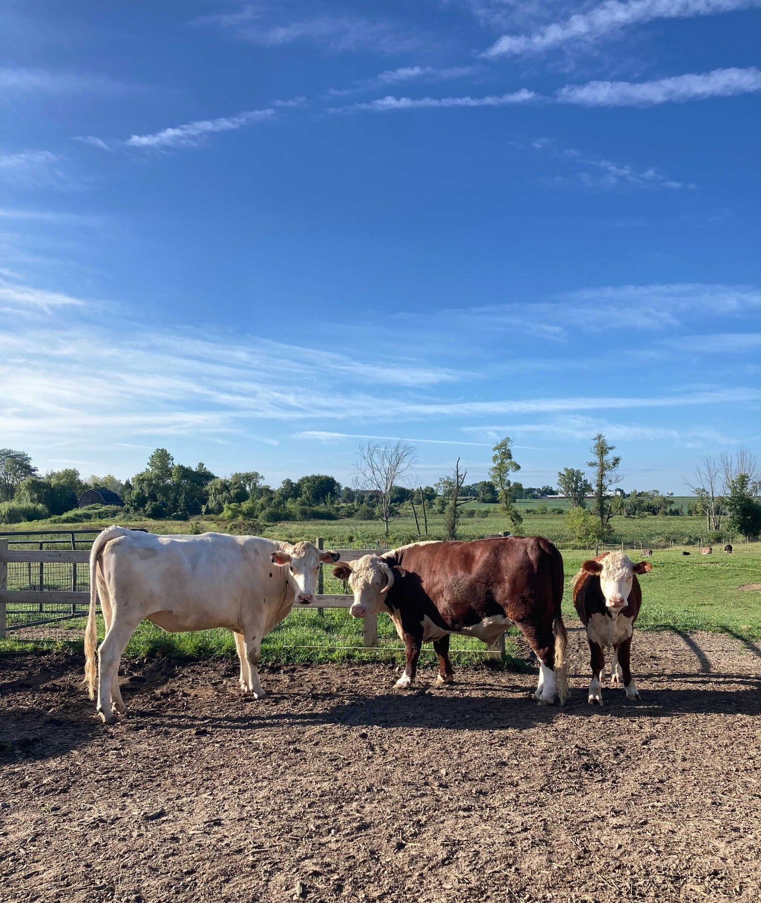 Meet The Animals Cows | Barn Sanctuary
