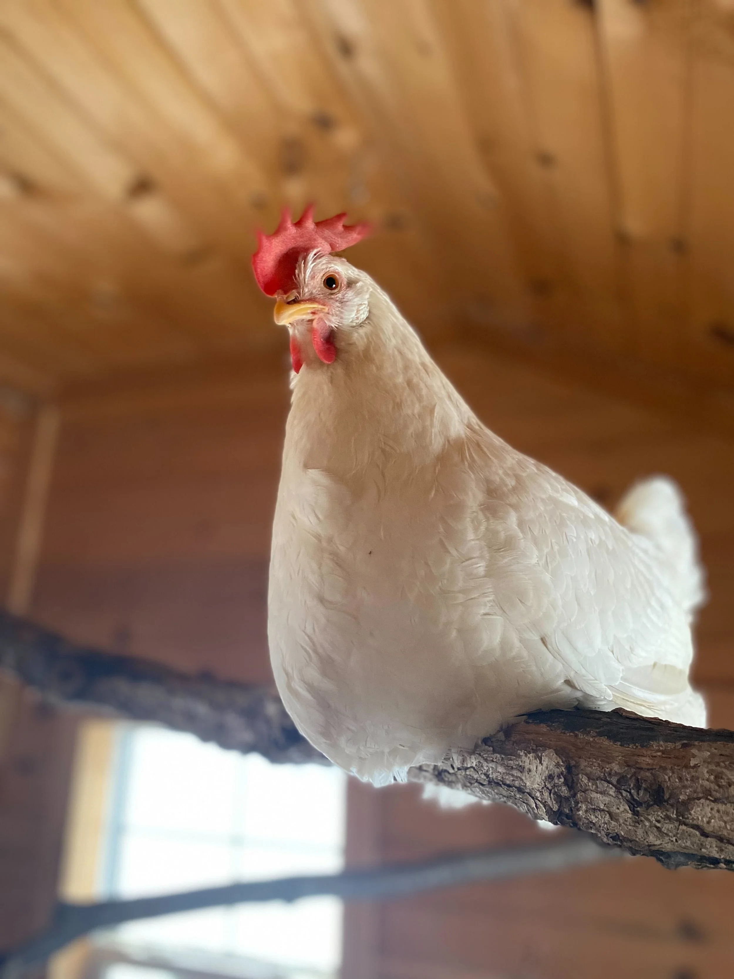 Meet The Animals Chickens | Barn Sanctuary
