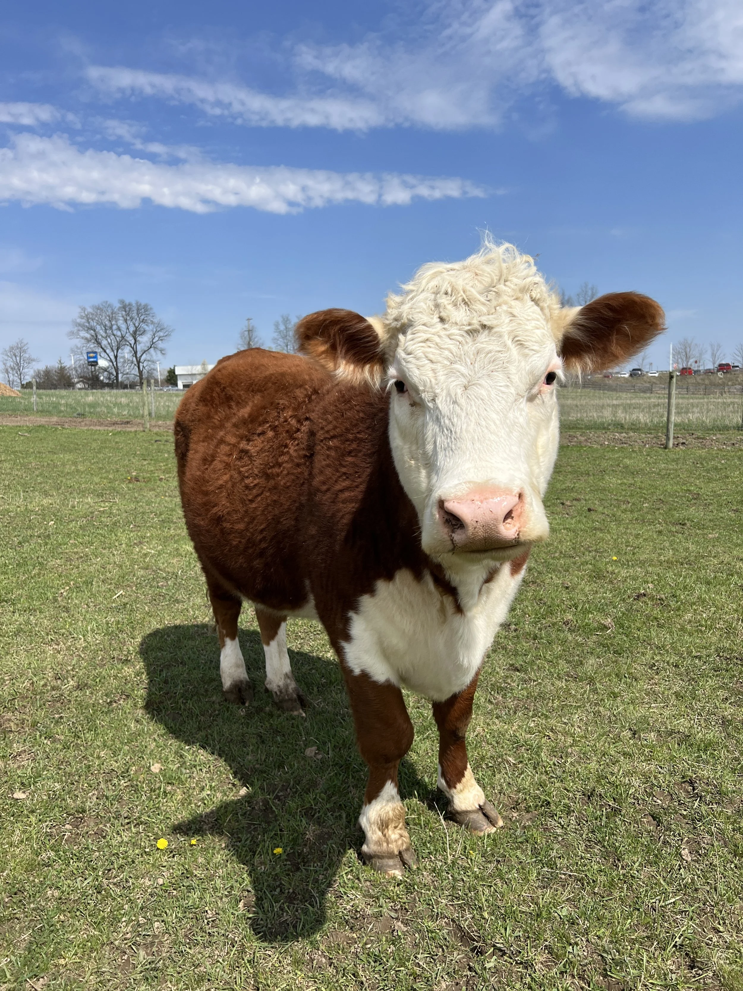 Meet The Animals Cows | Barn Sanctuary