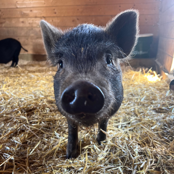Meet the Residents | Barn Sanctuary