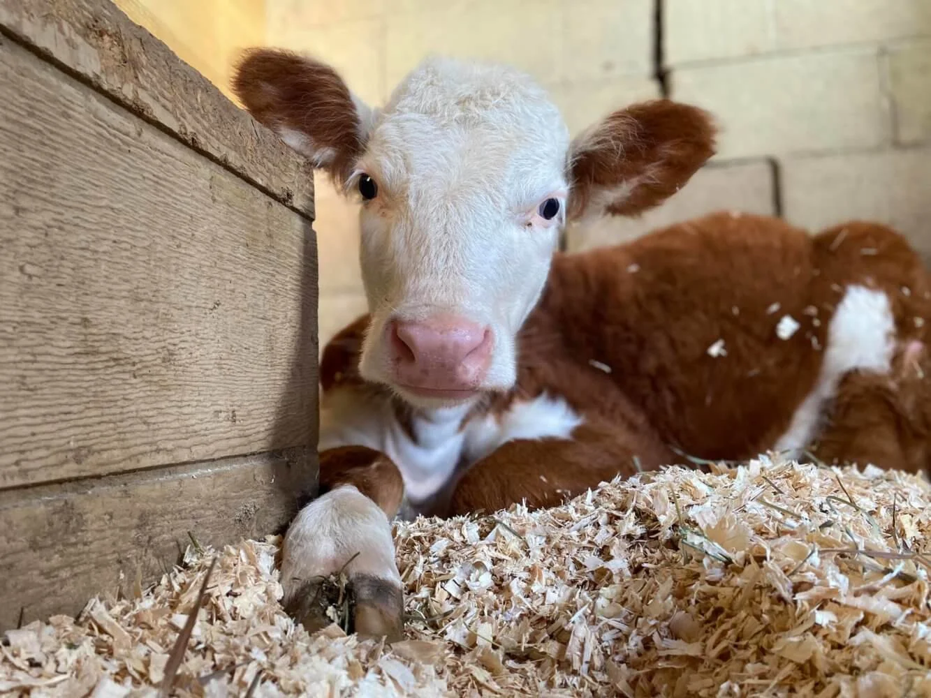 Dexter the cow | Barn Sanctuary