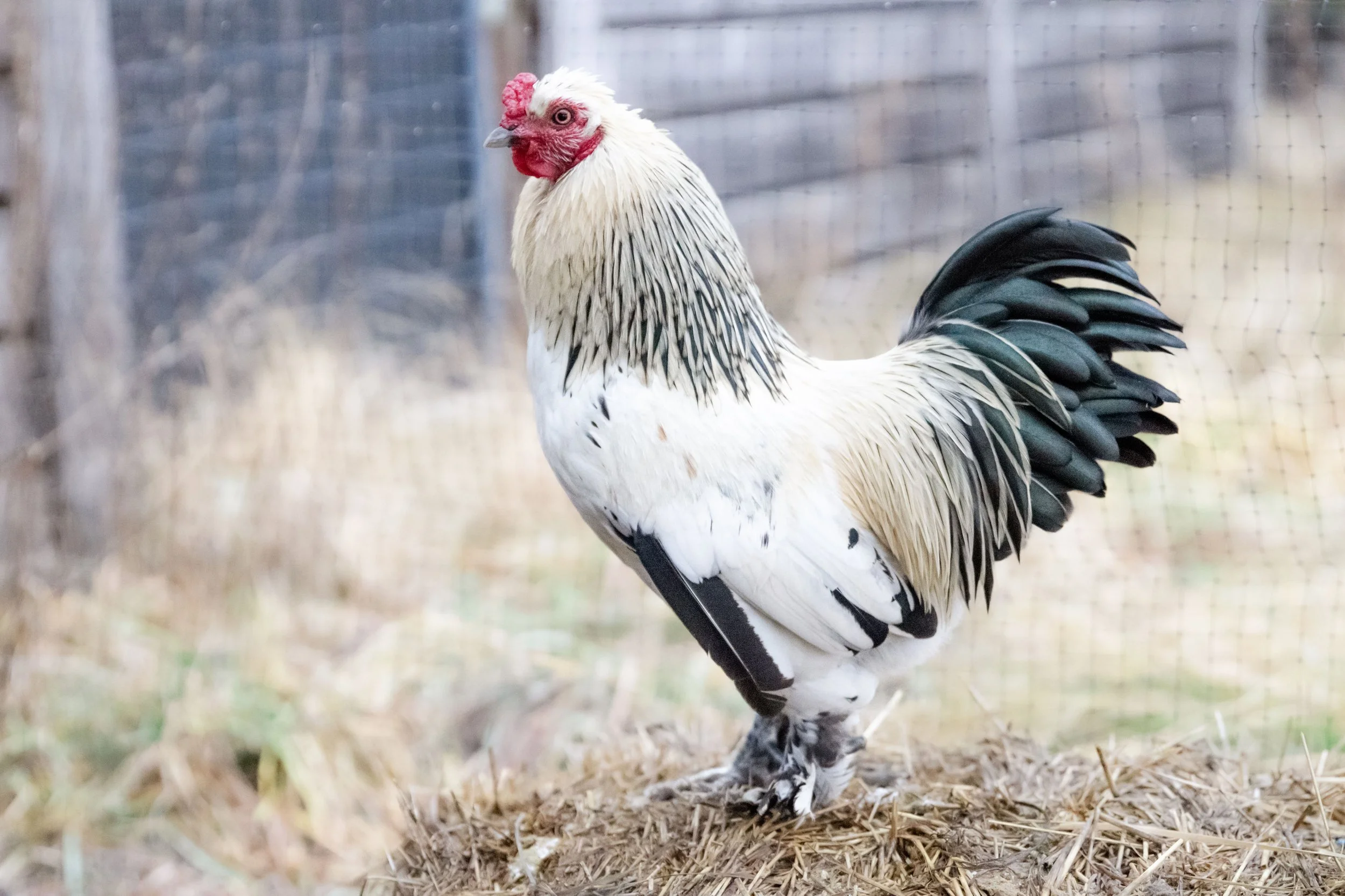 Meet The Animals Chickens | Barn Sanctuary